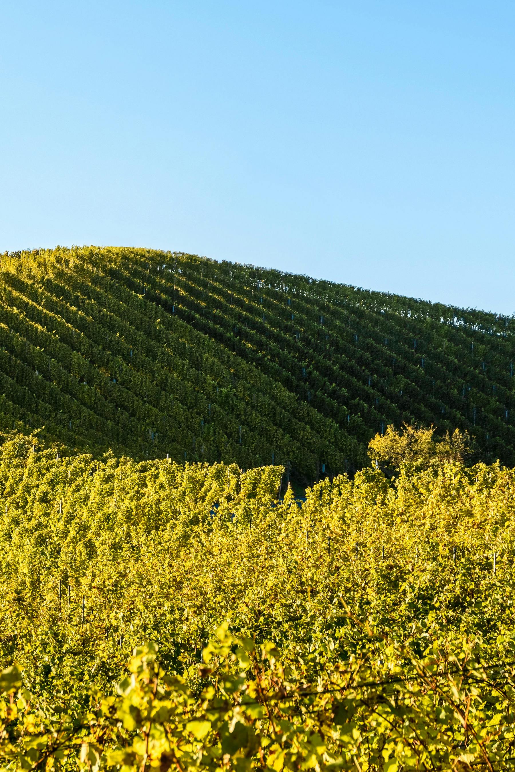 Lambert Estate Wines - Angaston, SA | Tock