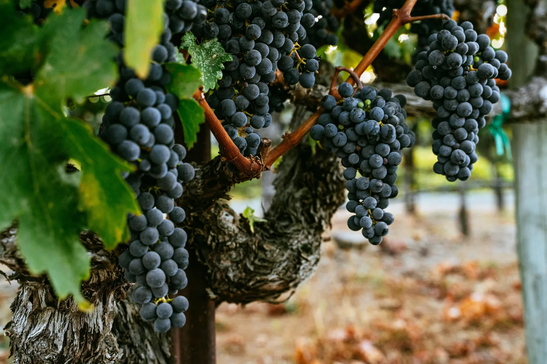 Cardinale Estate - An Introduction to Cardinale - Napa, CA | Tock