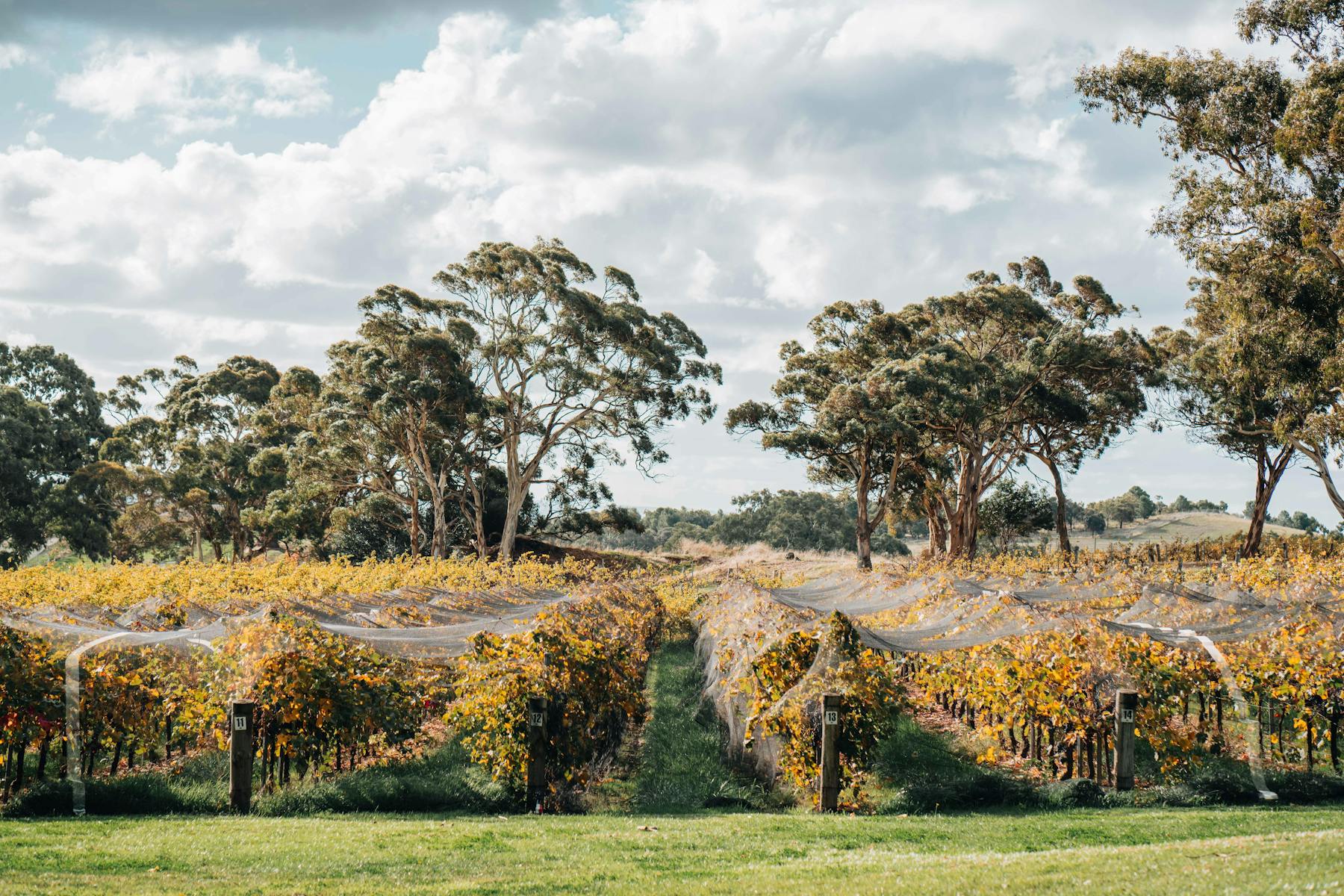 Lambert Estate Wines - Angaston, SA | Tock