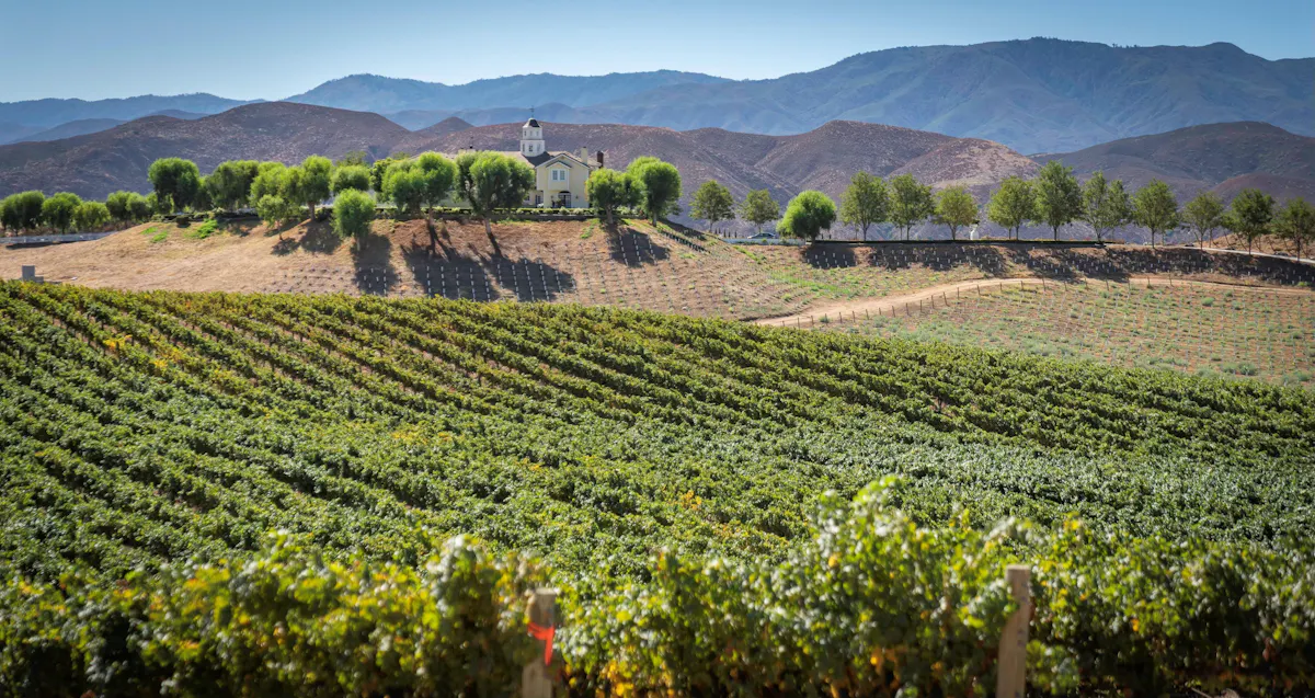 Leoness Cellars - Temecula, CA | Tock