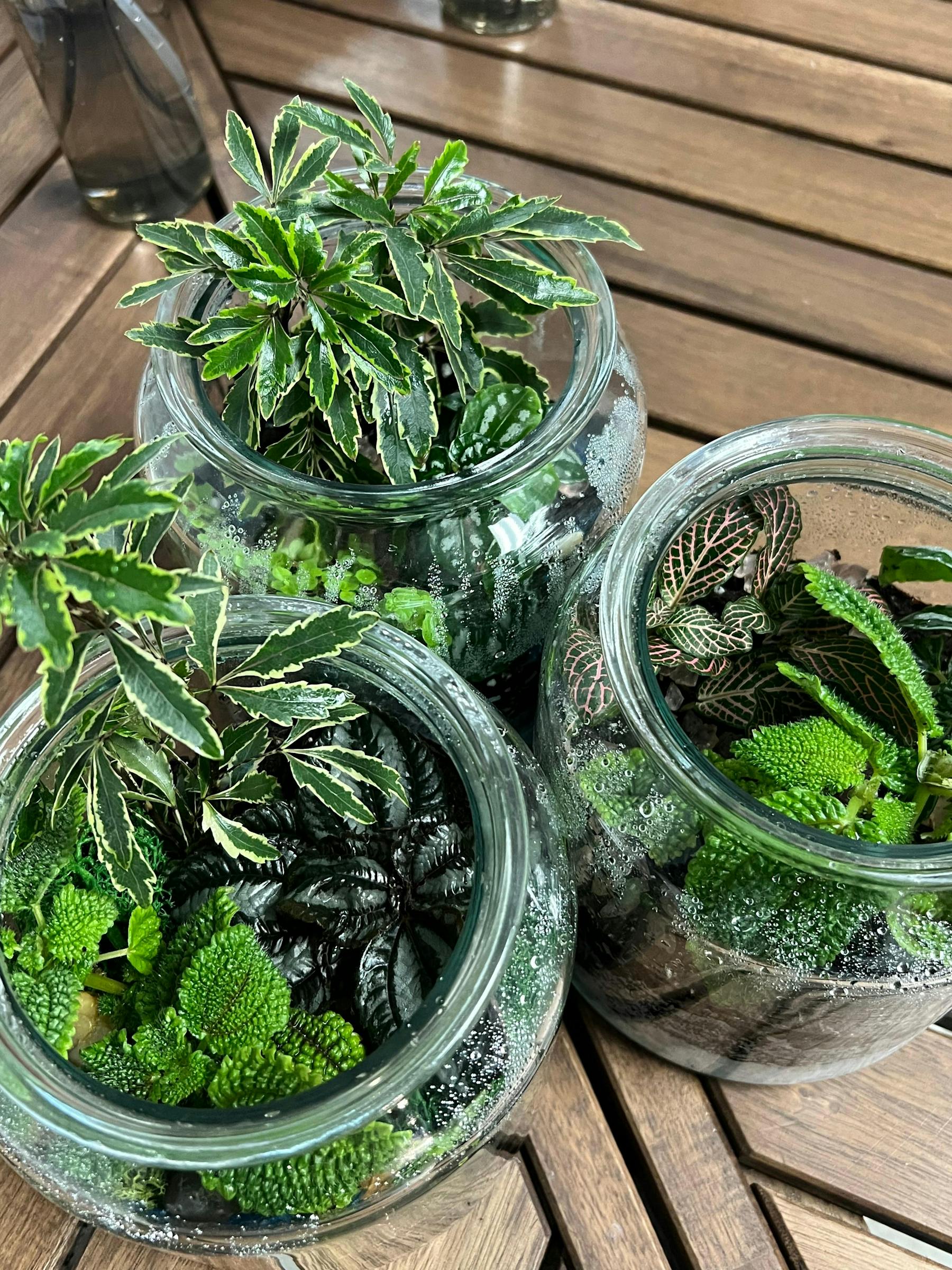 Terrace Plant Shop - Westfield, NJ | Tock