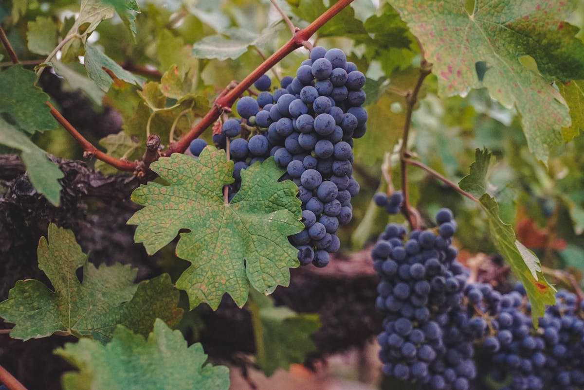 Ironstone Vineyards - Murphys, CA | Tock