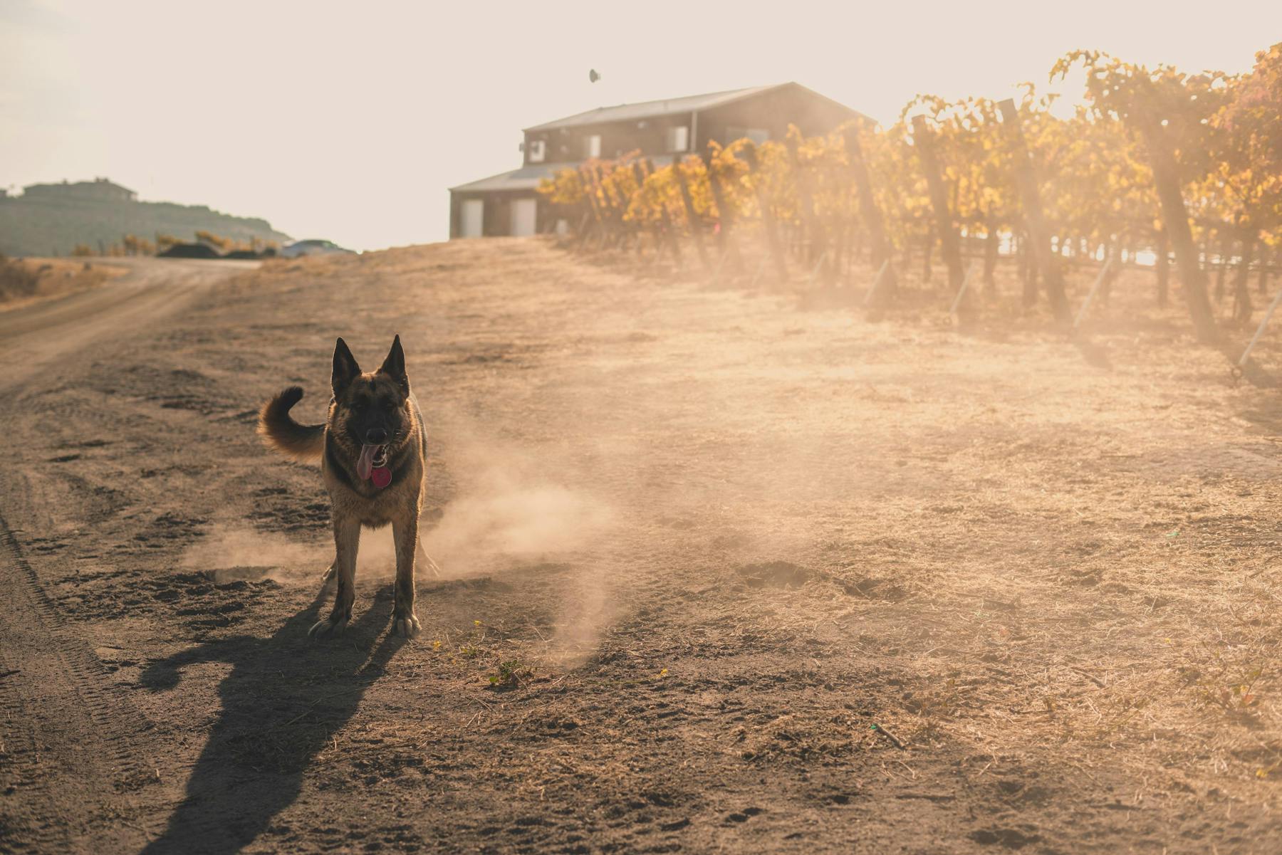 Alta Colina Vineyard & Winery - Paso Robles, CA | Tock