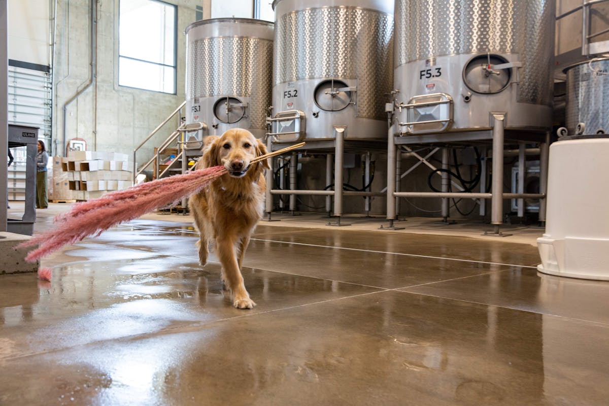 Amaterra Winery - Wine Tasting Reservation - Portland, OR | Tock