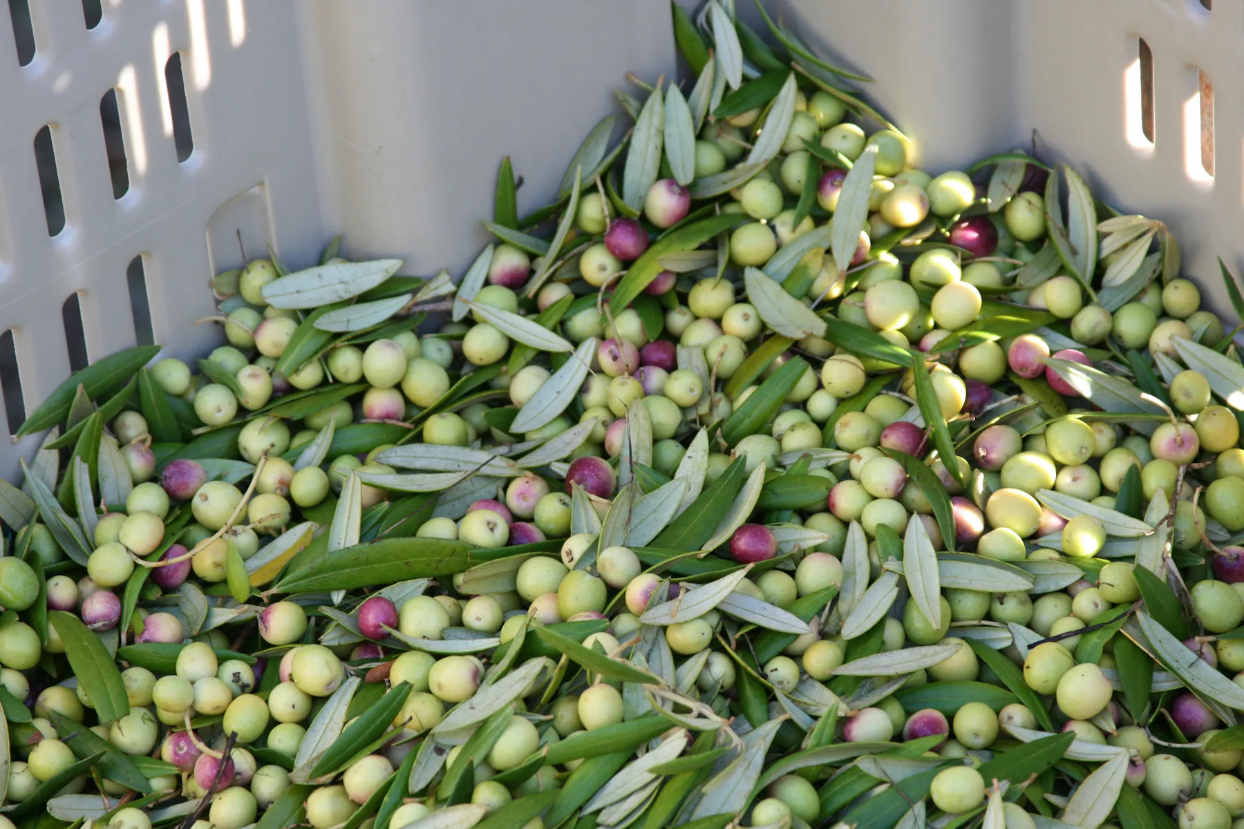 Trattore Farms and Winery - Geyserville, CA | Tock