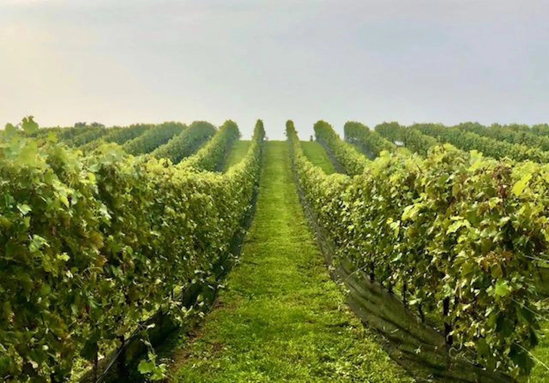 Windridge Vineyards - Darnestown, MD | Tock