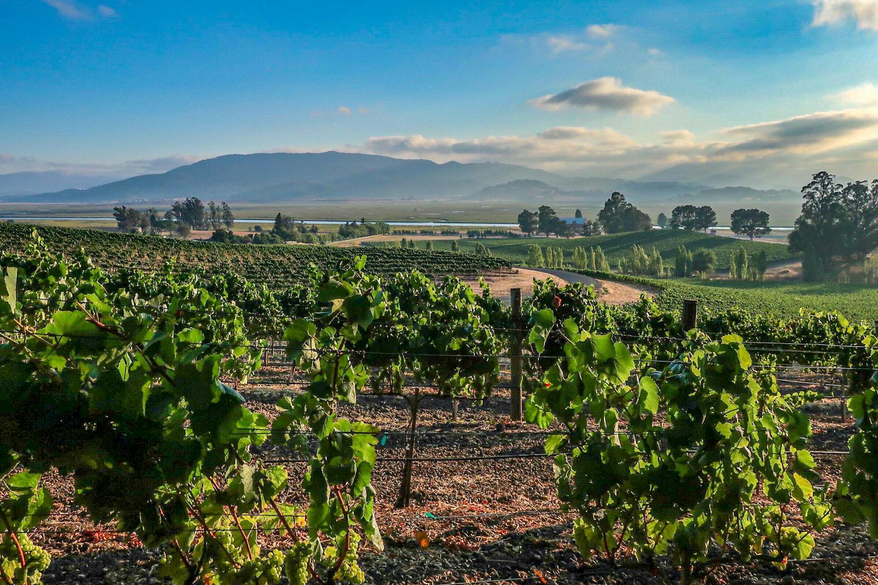 Keller Estate - Petaluma, CA | Tock