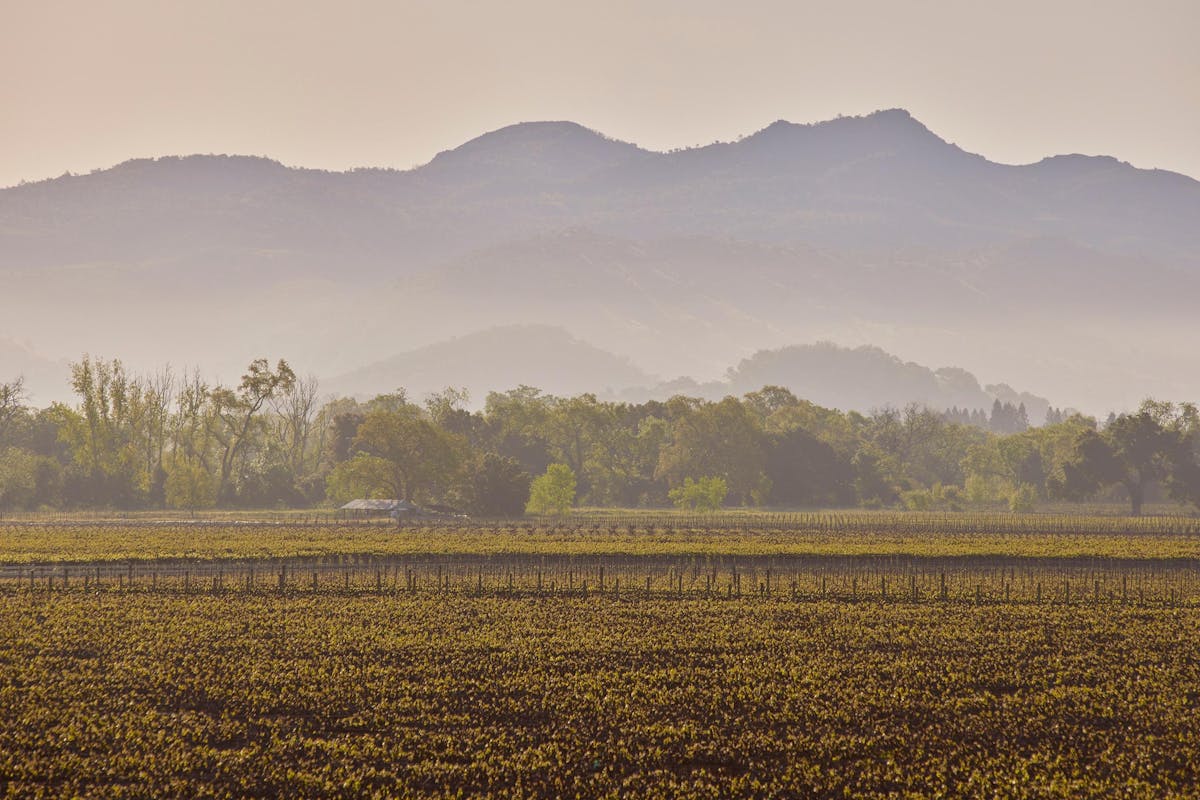 Mathew Bruno Napa Valley - Napa, CA | Tock