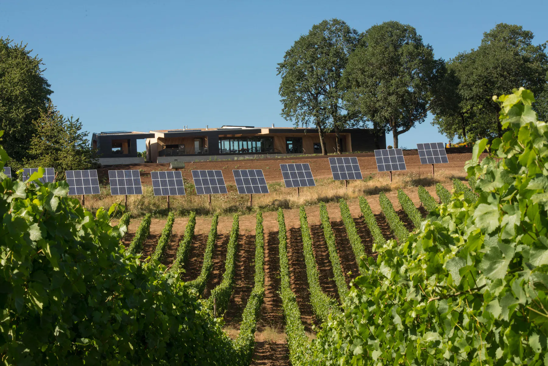 Sokol Blosser Winery - Winery Tour & Tasting - Dayton, OR | Tock
