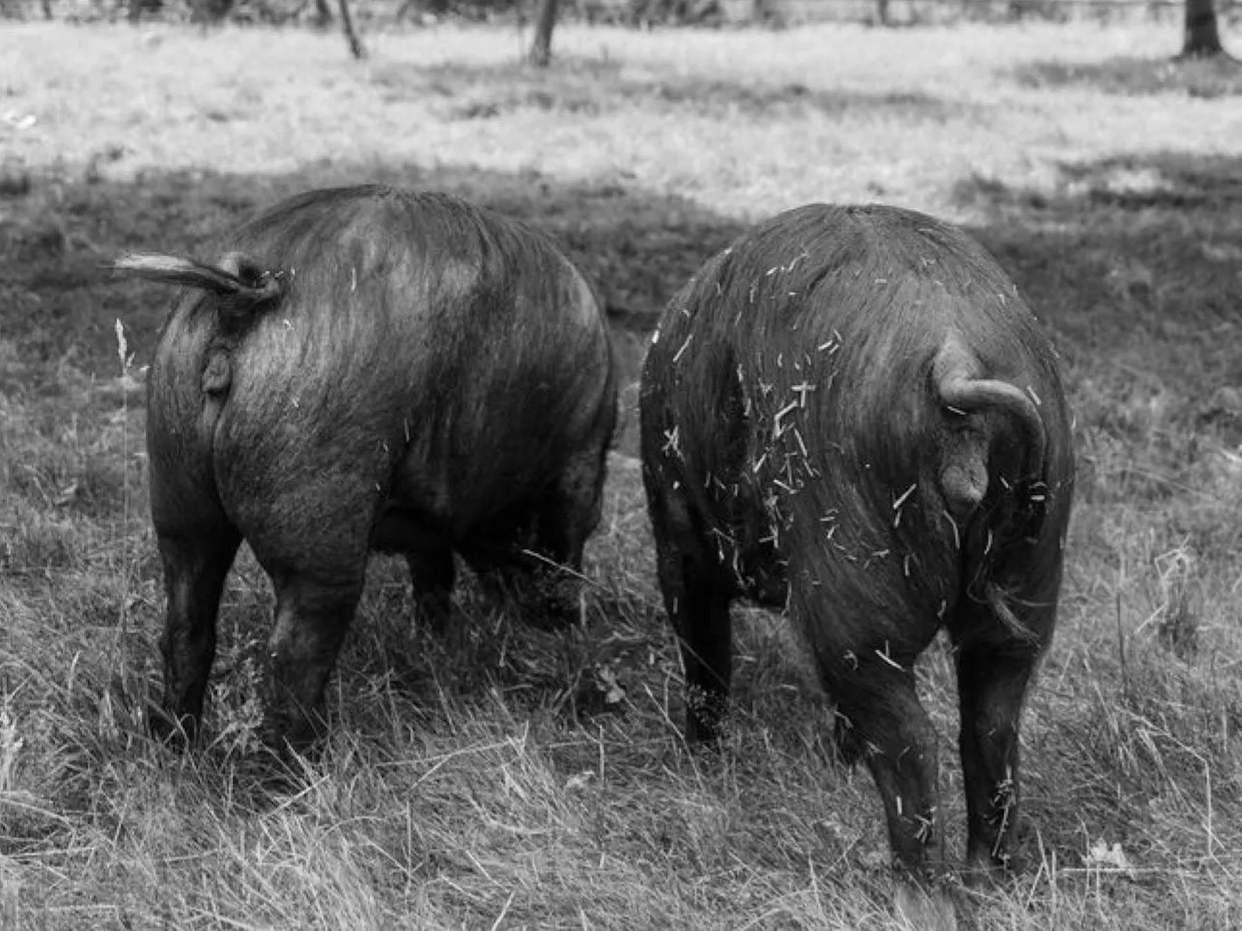 The Two Pigs - Barton-under-Needwood, ENGLAND | Tock