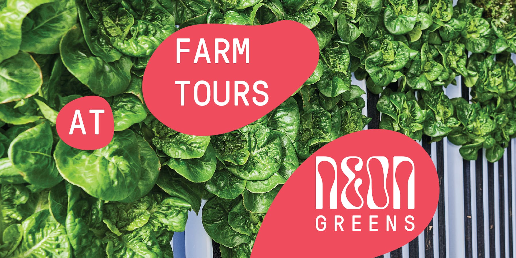 Neon Greens - St. Louis, MO | Tock