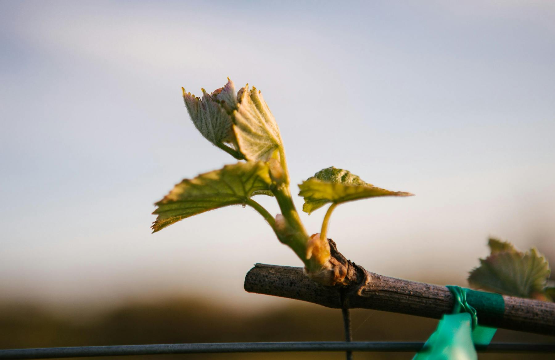 Cline Family Cellars - Sonoma, CA | Tock