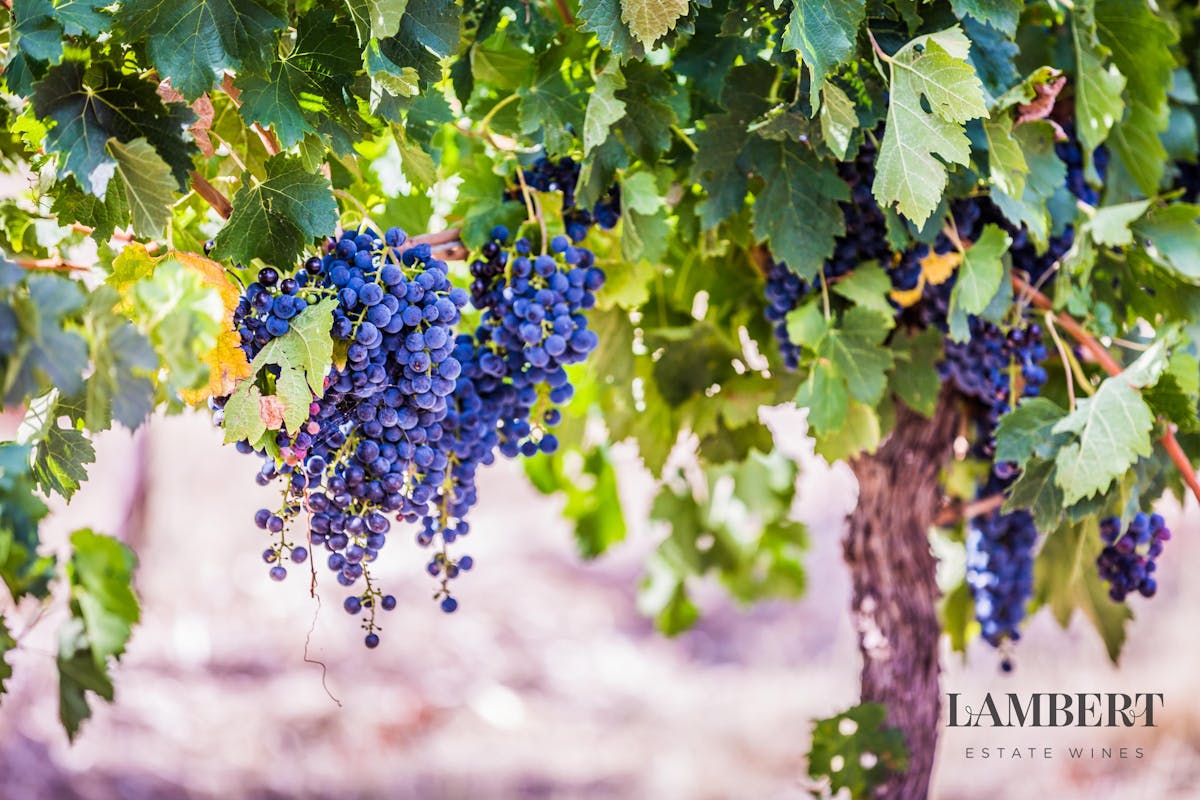 Lambert Estate Wines - Angaston, SA | Tock