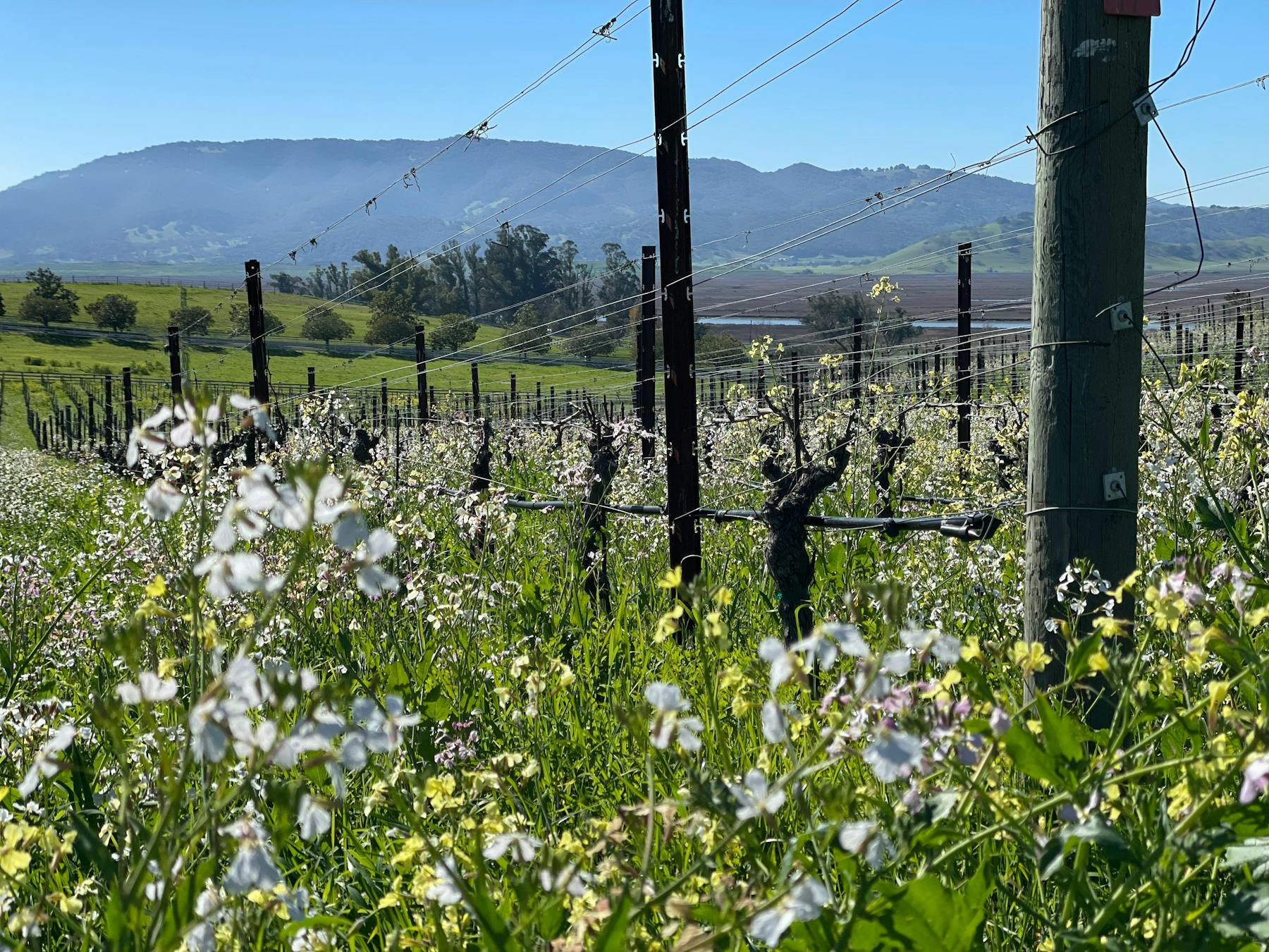 Keller Estate - Petaluma, CA | Tock