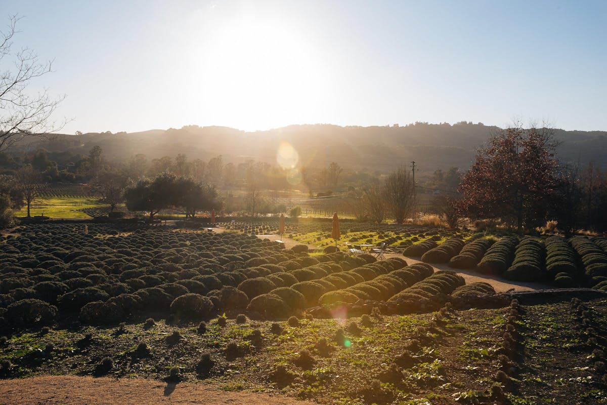 Matanzas Creek Winery - Santa Rosa, CA | Tock