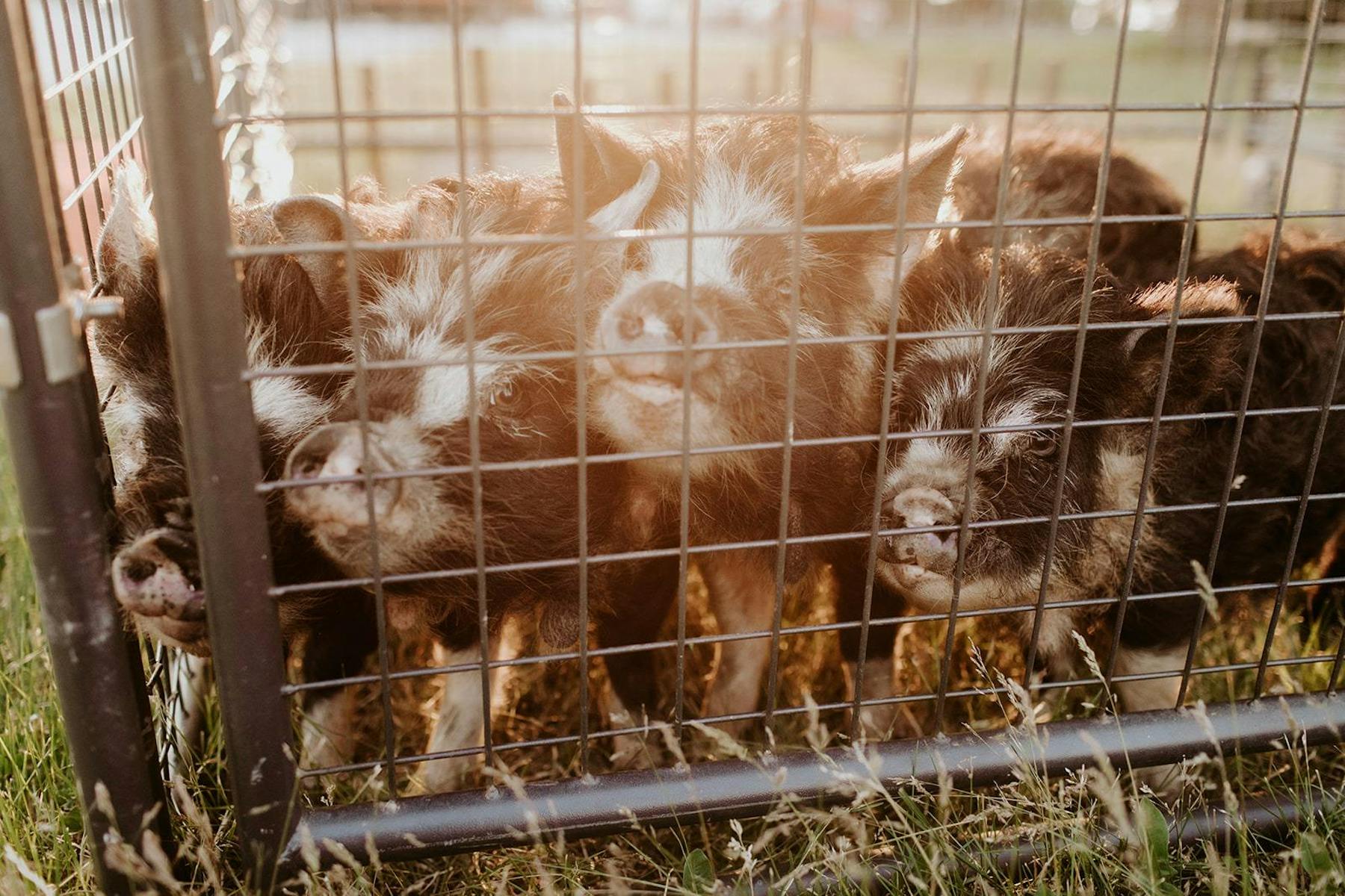 Locavore Farm - Grant Park, IL | Tock