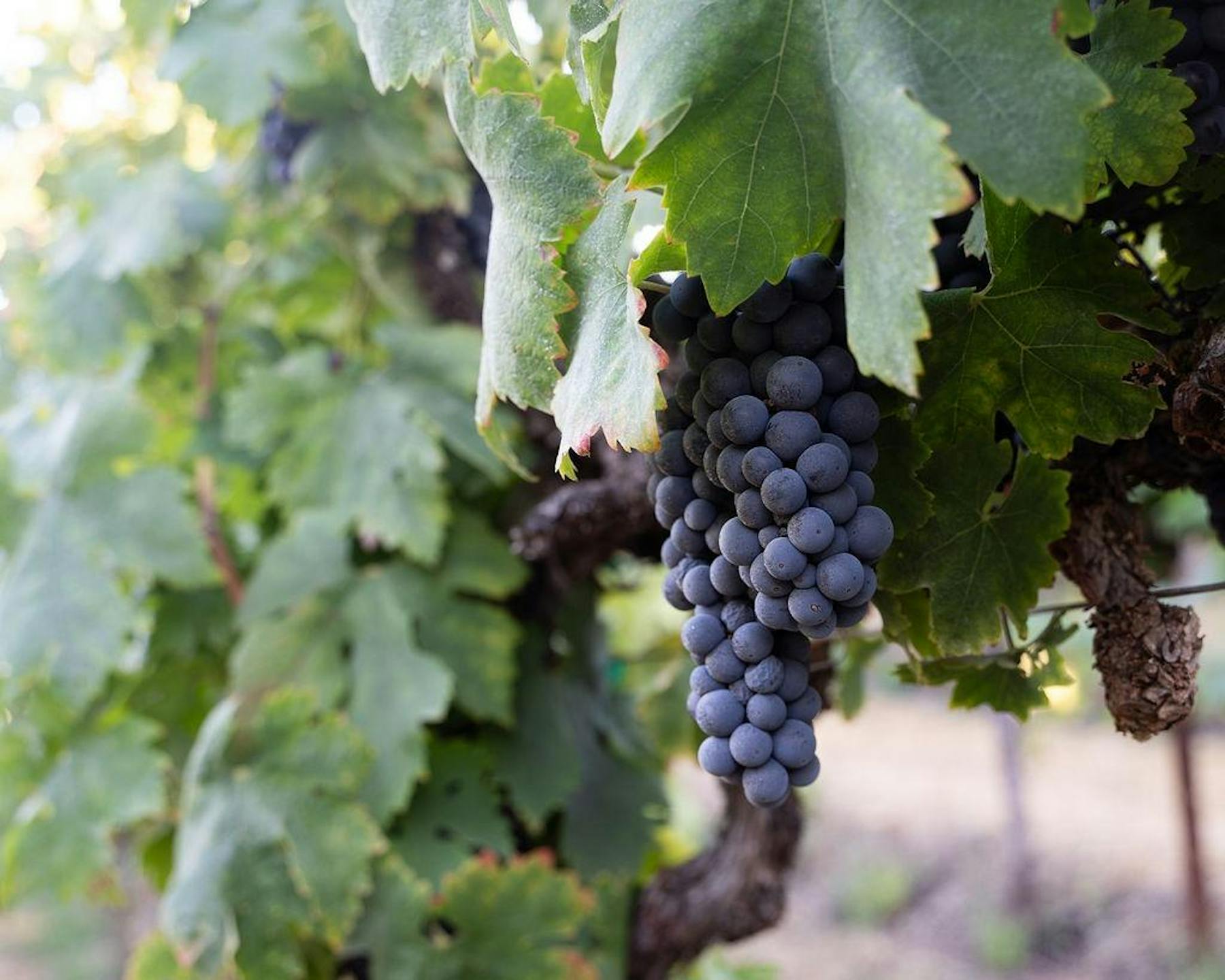 Turks Head Wines - West Chester, PA | Tock