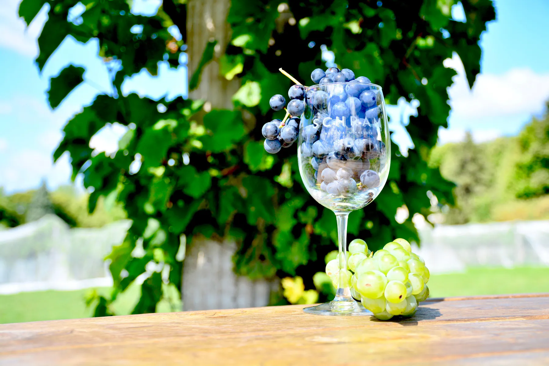 Schram Vineyards - Signature Tasting Experience - Waconia, MN | Tock
