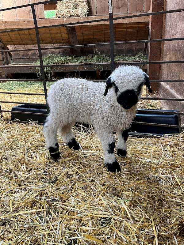 LucidWild Estate Experiences - Jellies Speakeasy: Off The Clock ...