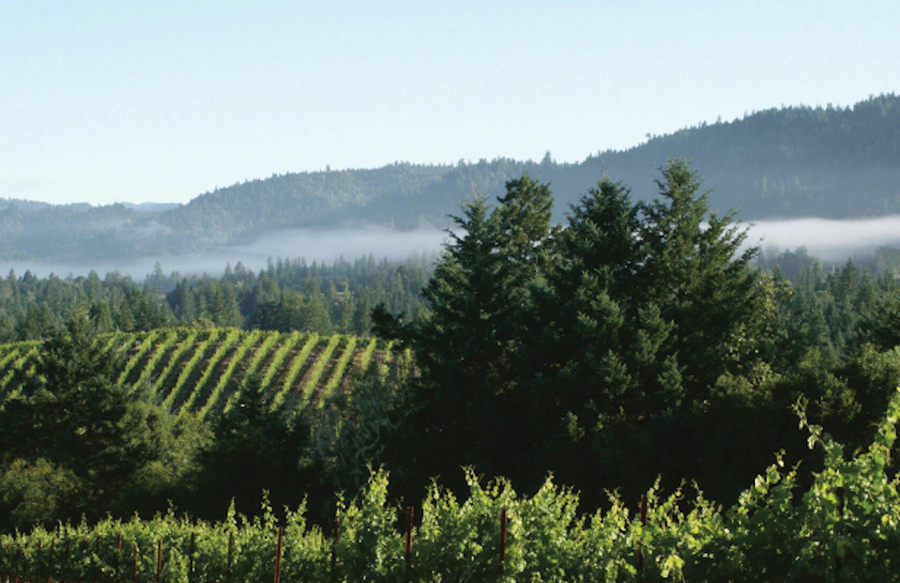 Copain Wines - Healdsburg, CA | Tock