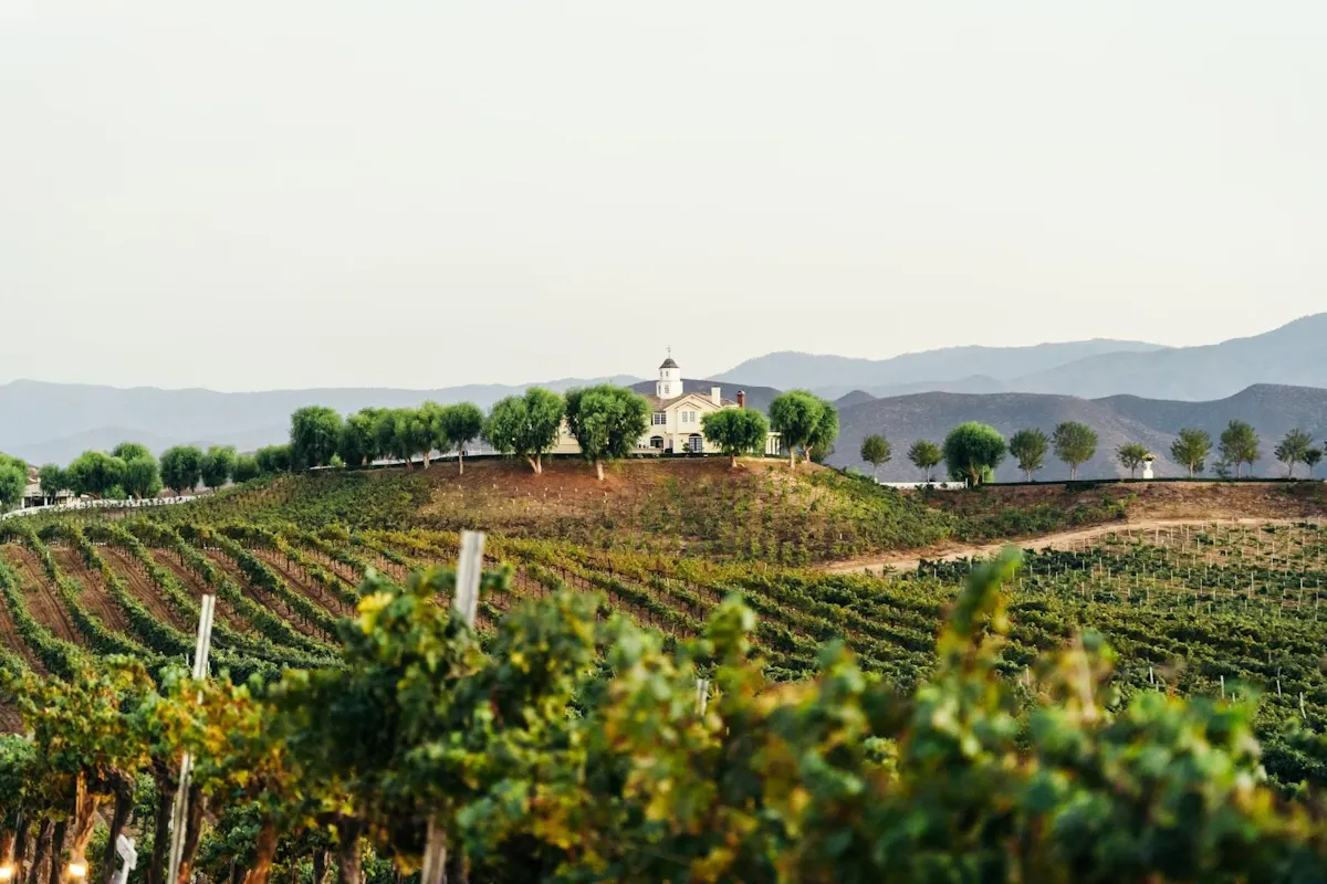 Leoness Cellars - Temecula, CA | Tock
