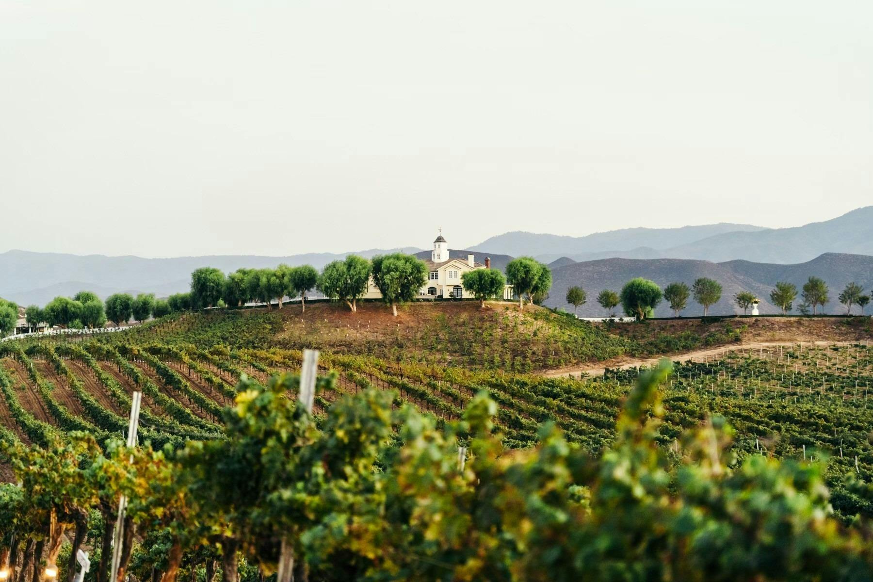 Leoness Cellars - Temecula, CA | Tock