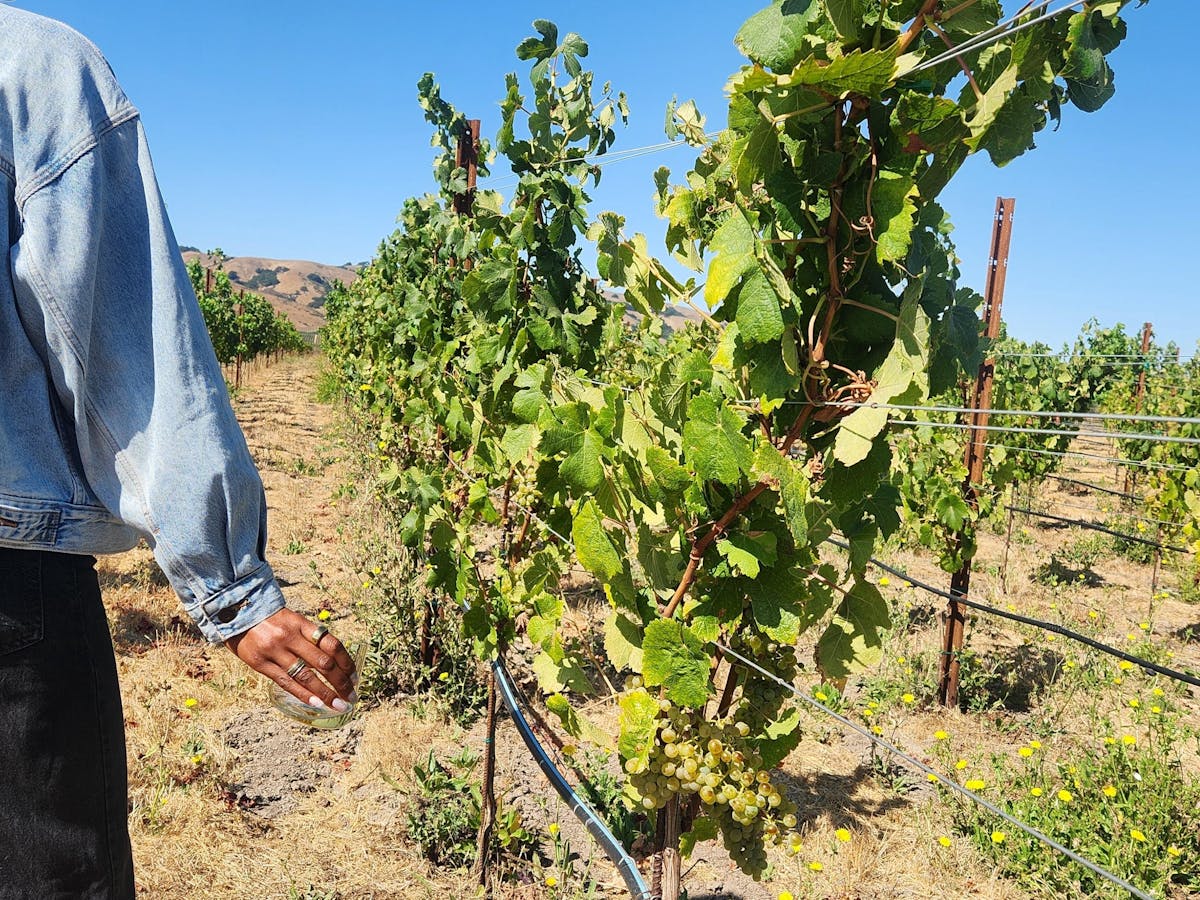 Anaba Wines - Sonoma, CA | Tock