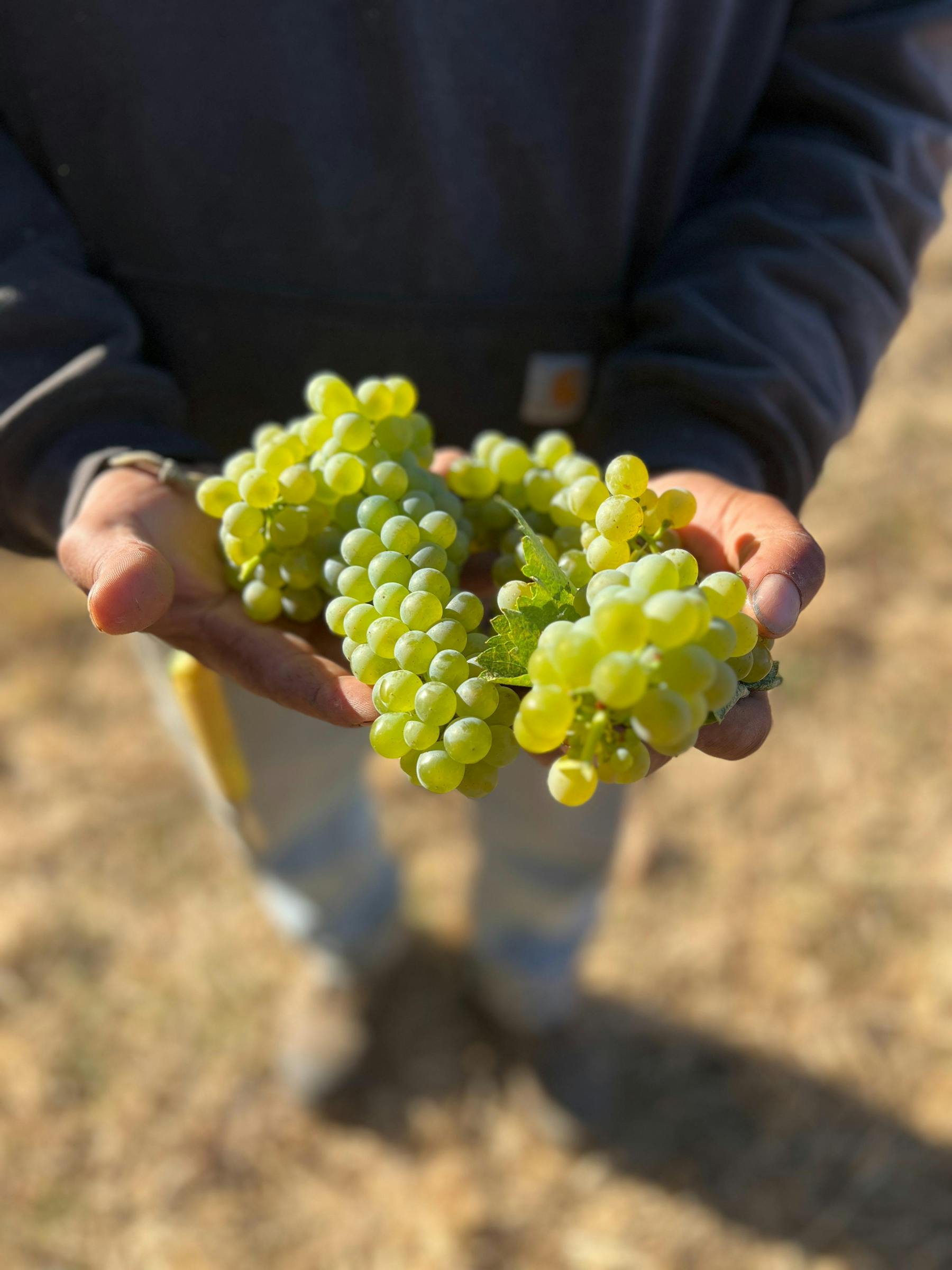 Campovida - Hopland, CA | Tock