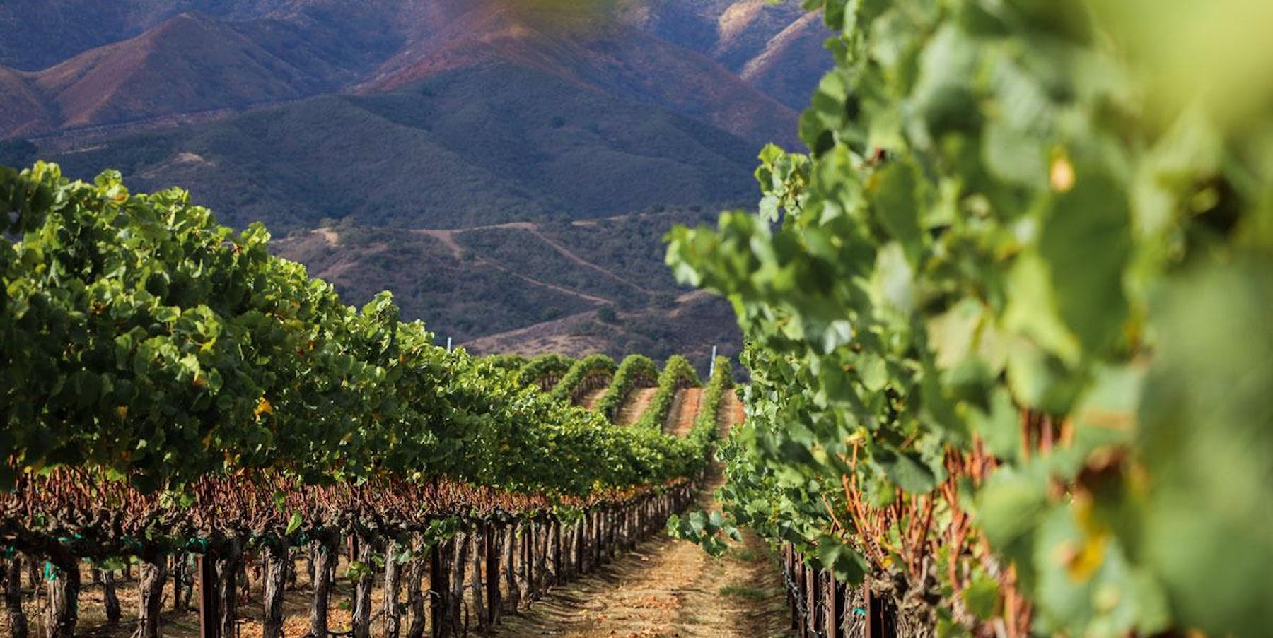 Testarossa Winery - 107 Bistro & Wine Bar - Los Gatos, CA | Tock