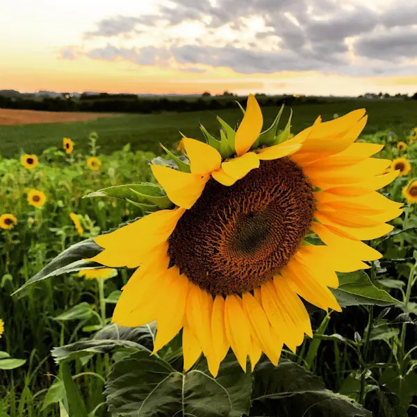 Walker Homestead Farm & Winery - Iowa City, IA | Tock