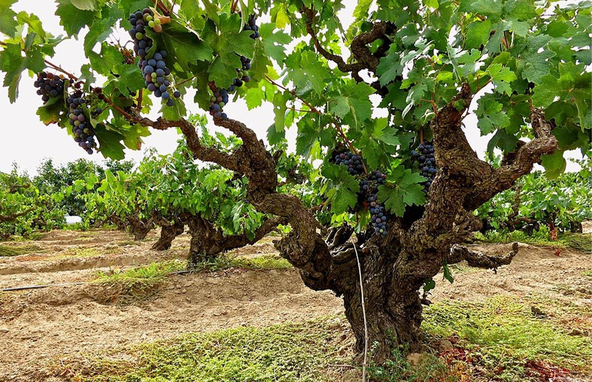 Ironstone Vineyards - Murphys, CA | Tock