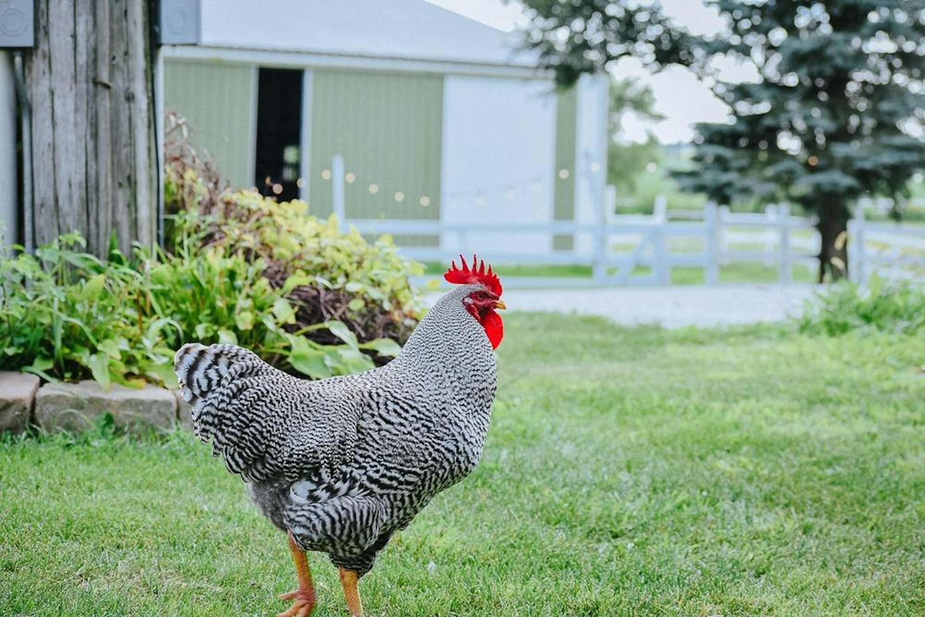 Locavore Farm - Grant Park, IL | Tock