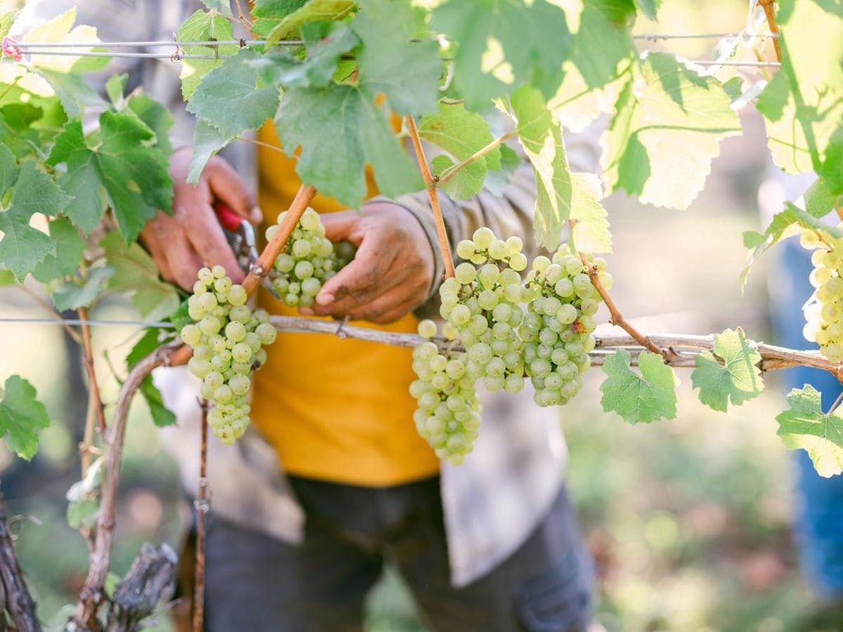 Slater Run Vineyards - Upperville, VA | Tock