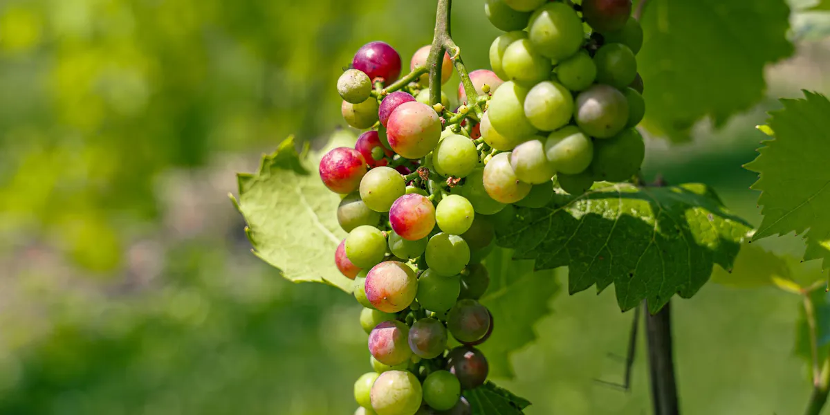 Gideon Owen Wine Company - Port Clinton, OH | Tock