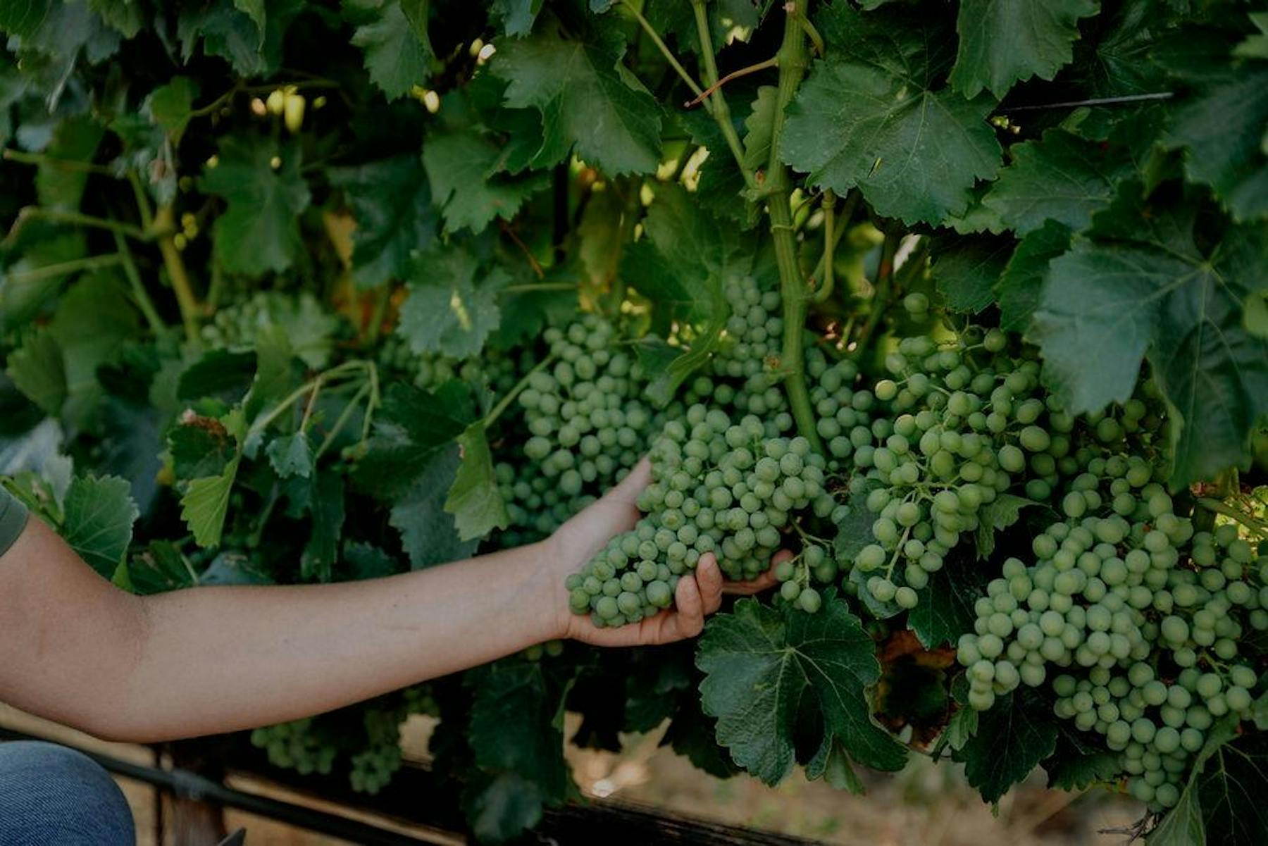 Peake Ranch - Buellton, CA | Tock