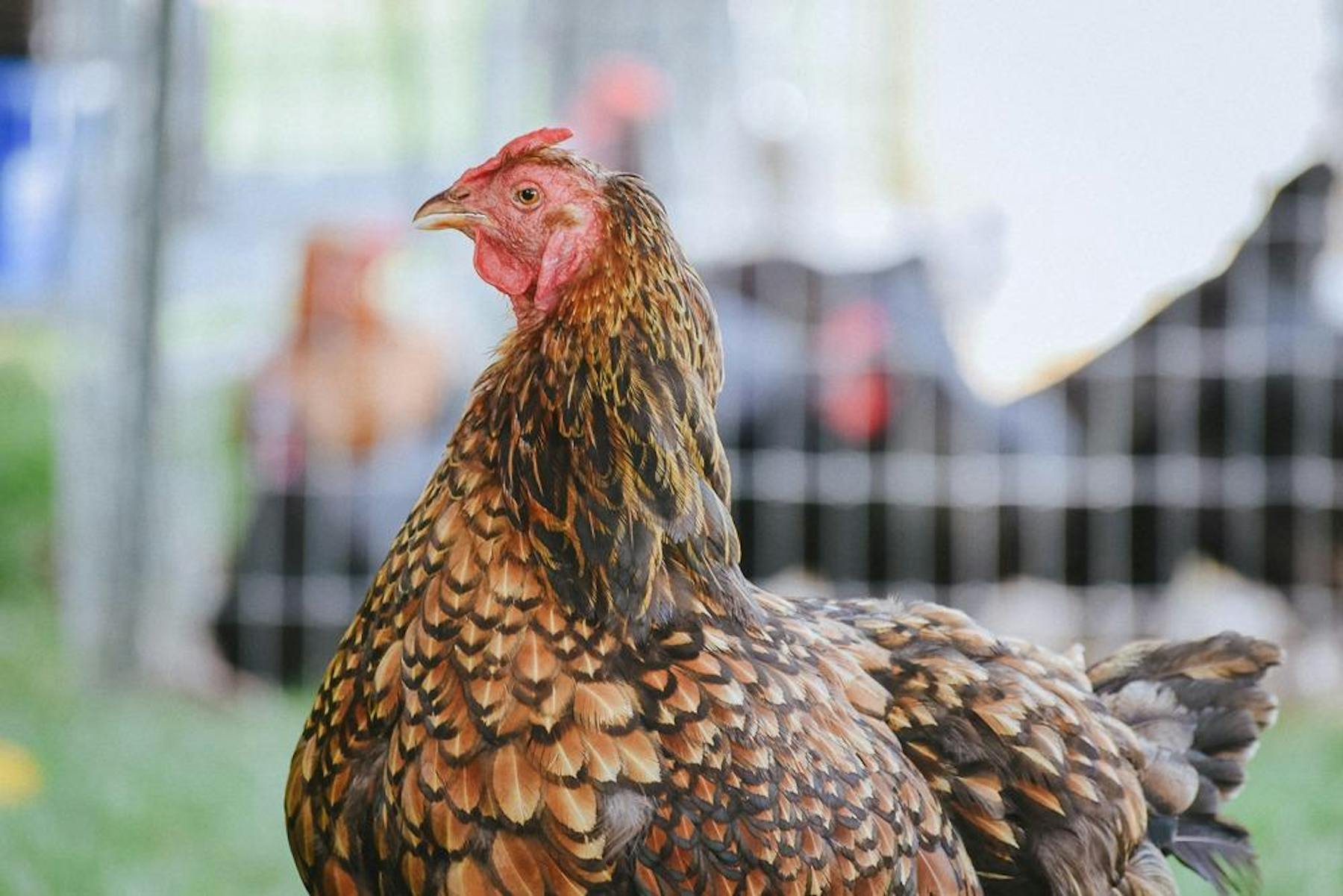 Locavore Farm - Grant Park, IL | Tock