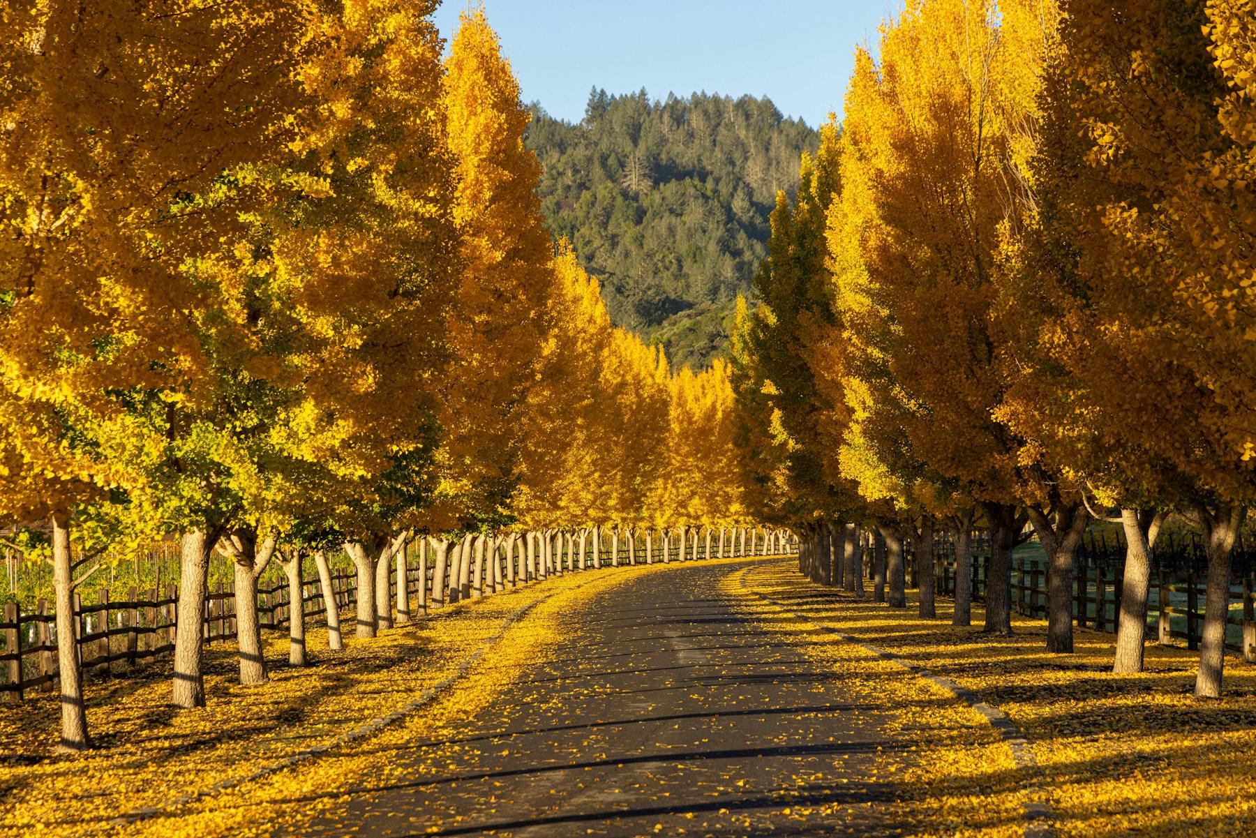 Far Niente Winery - Napa, CA | Tock