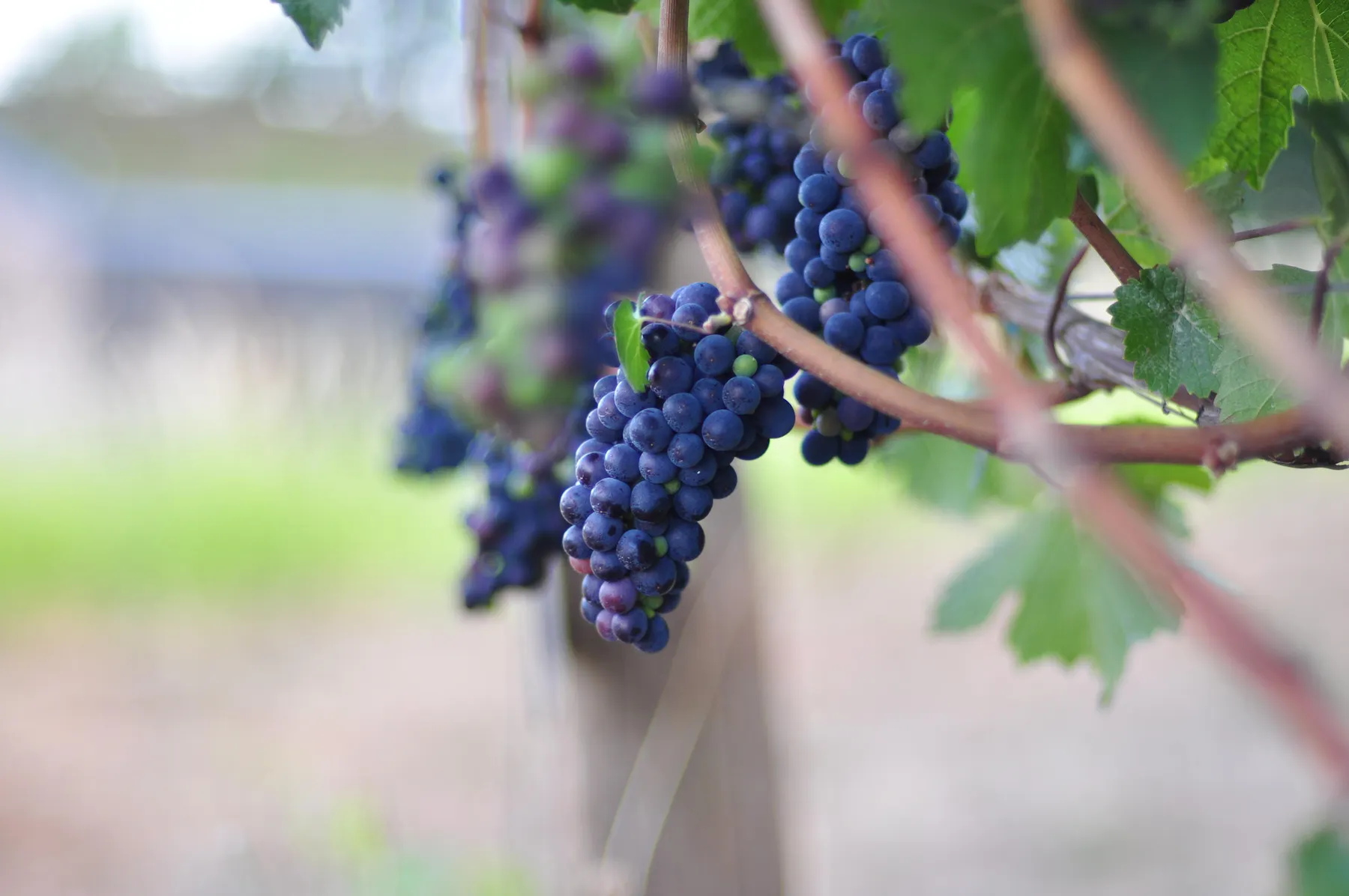 Sokol Blosser Winery - Dayton, OR | Tock