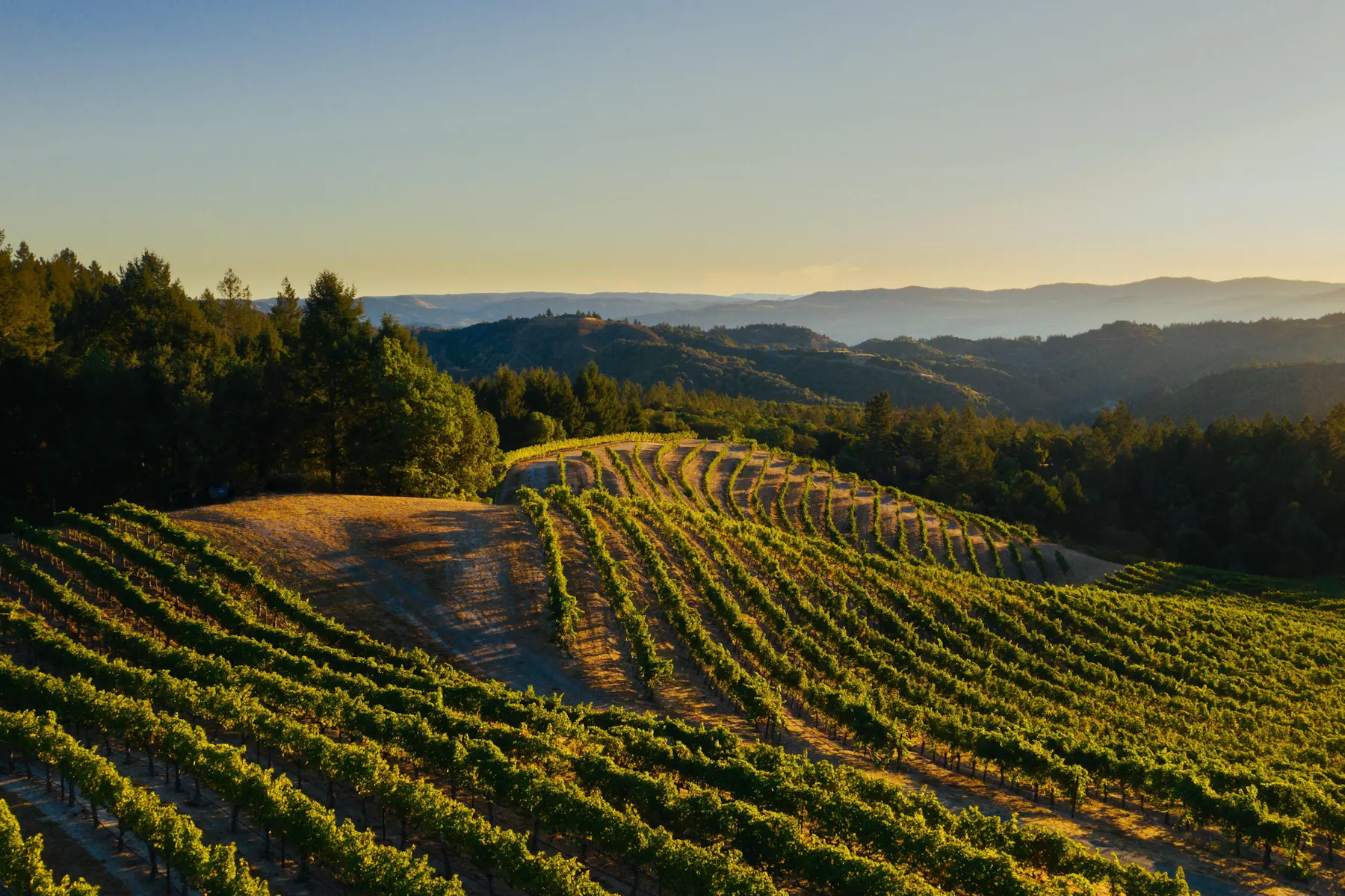 Cardinale Estate - An Introduction to Cardinale - Napa, CA | Tock