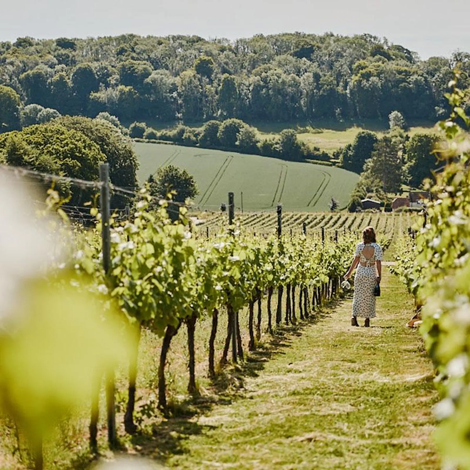 Hambledon Wine Estate - Hambledon, ENGLAND | Tock