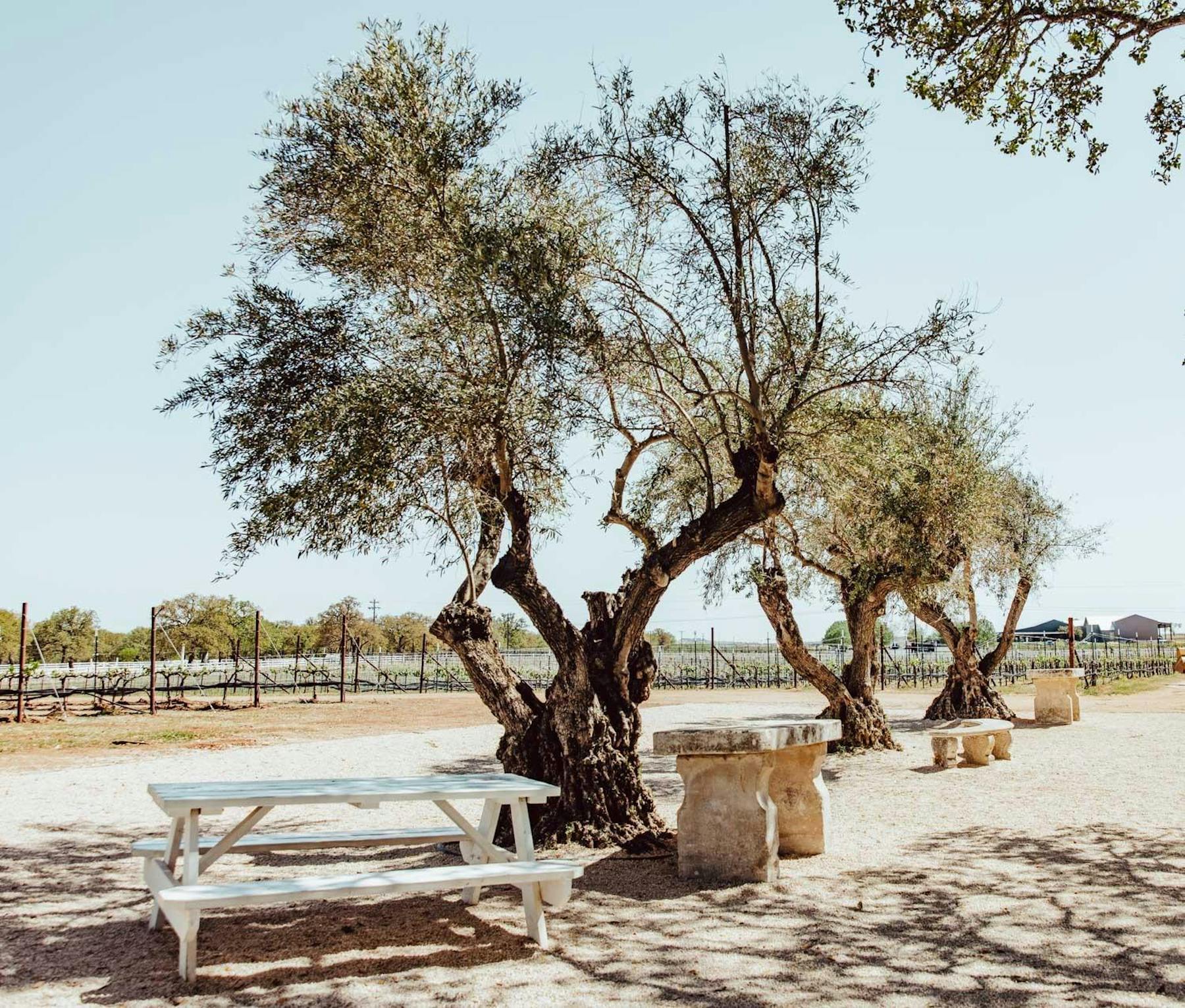 Signor Vineyards - Fredericksburg - Fredericksburg, TX | Tock