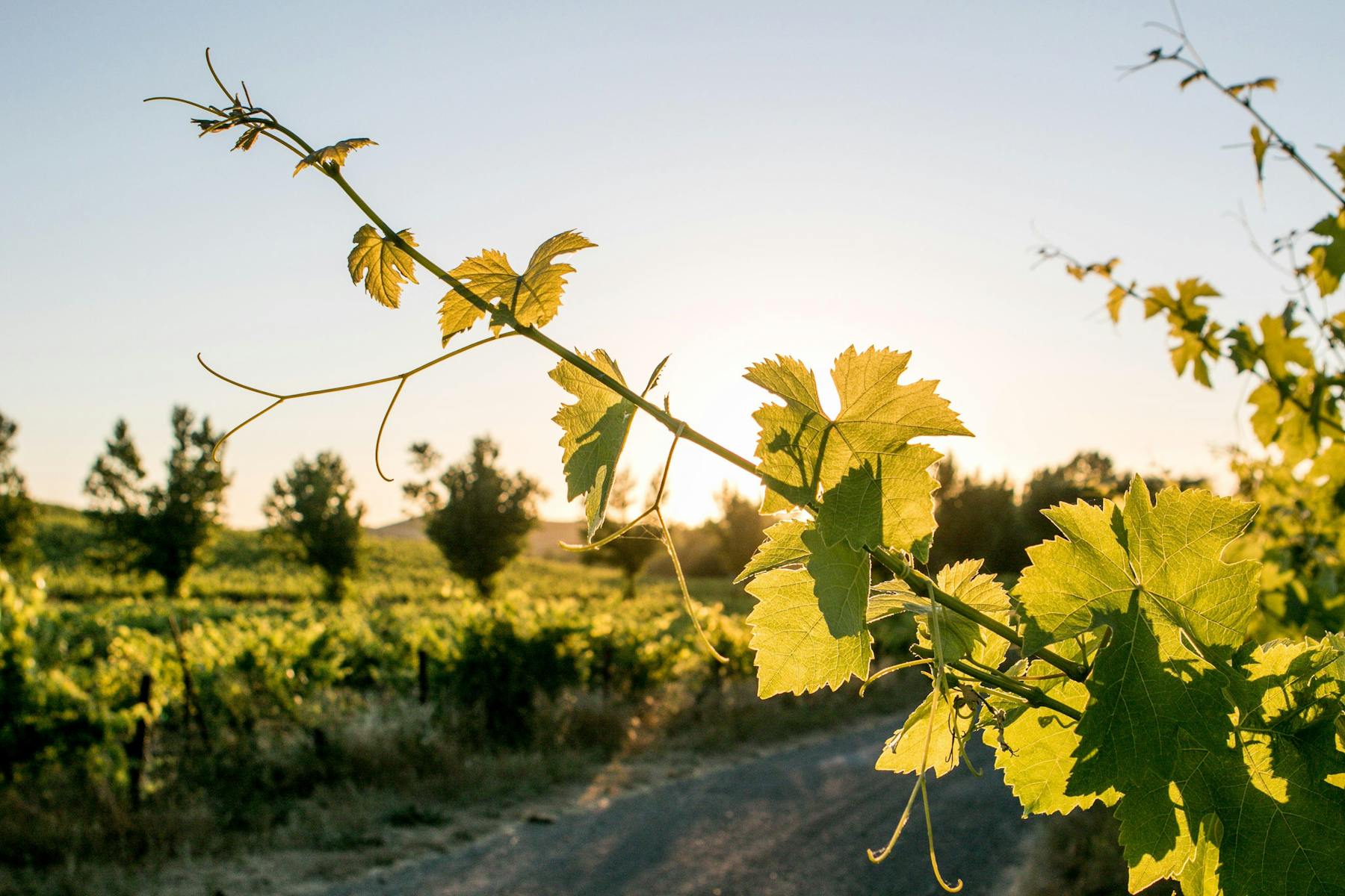 Cline Family Cellars - Sonoma, CA | Tock