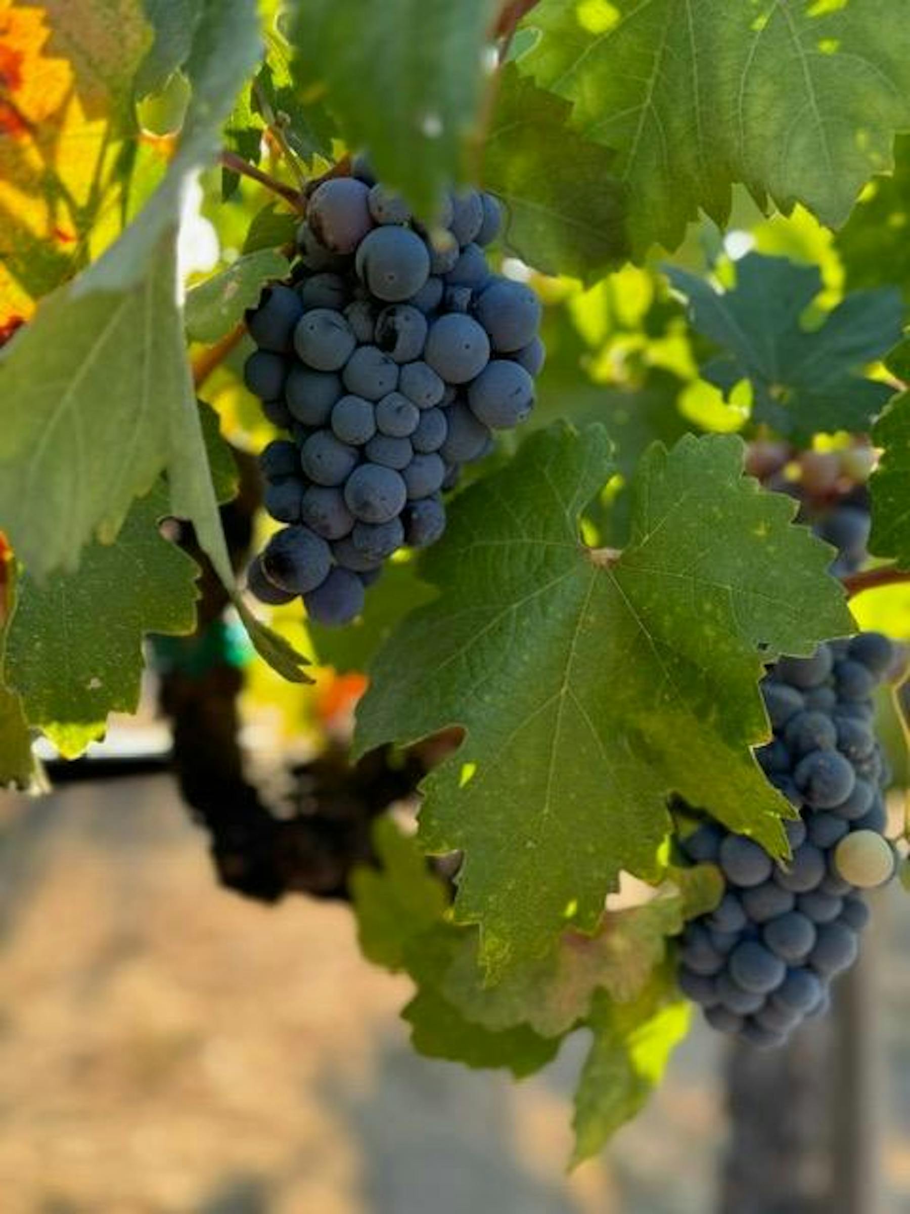 Ponte Winery - Tour - Temecula, CA | Tock