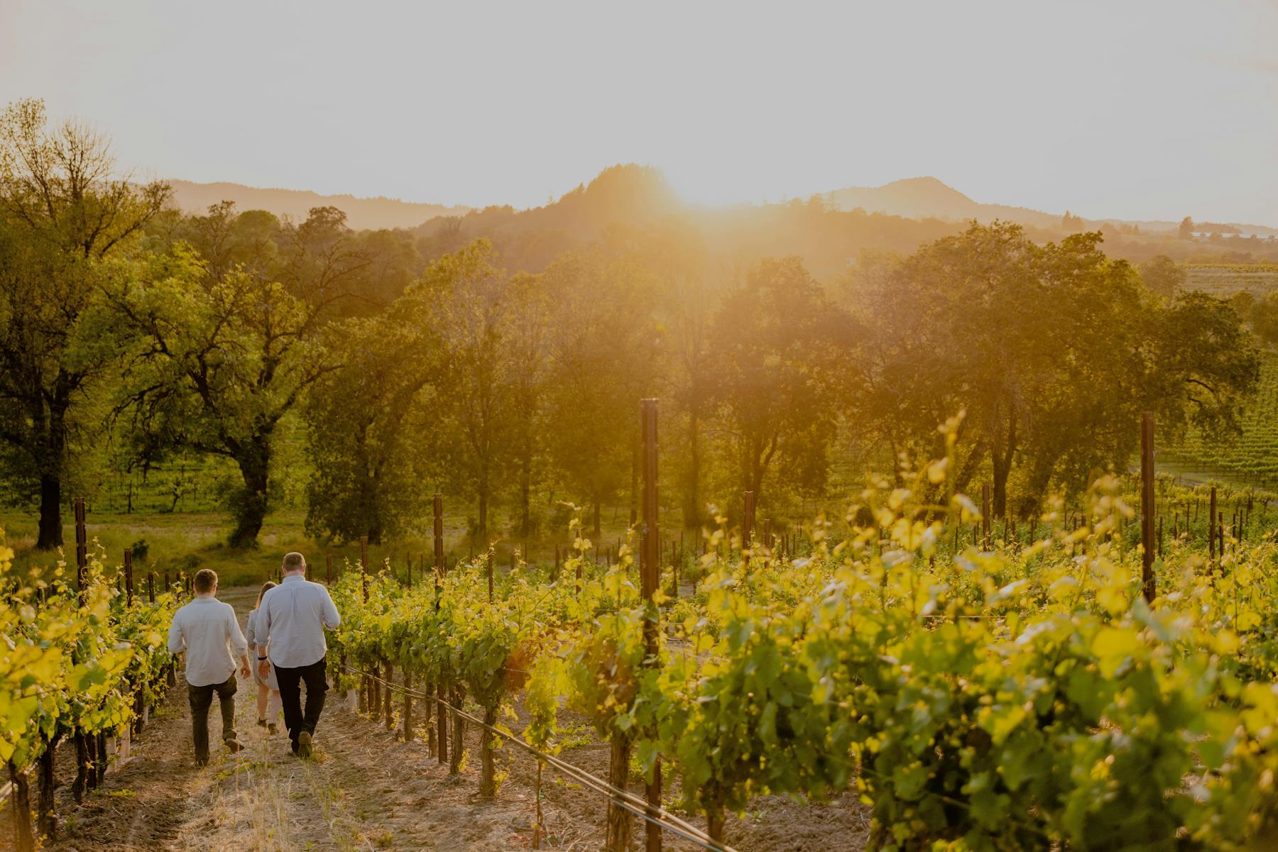 Joseph Jewell Wines - Forestville, CA | Tock