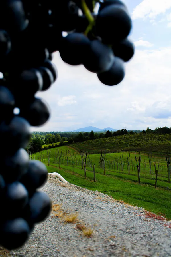 Kaya Vineyard and Winery - Cleveland, GA | Tock