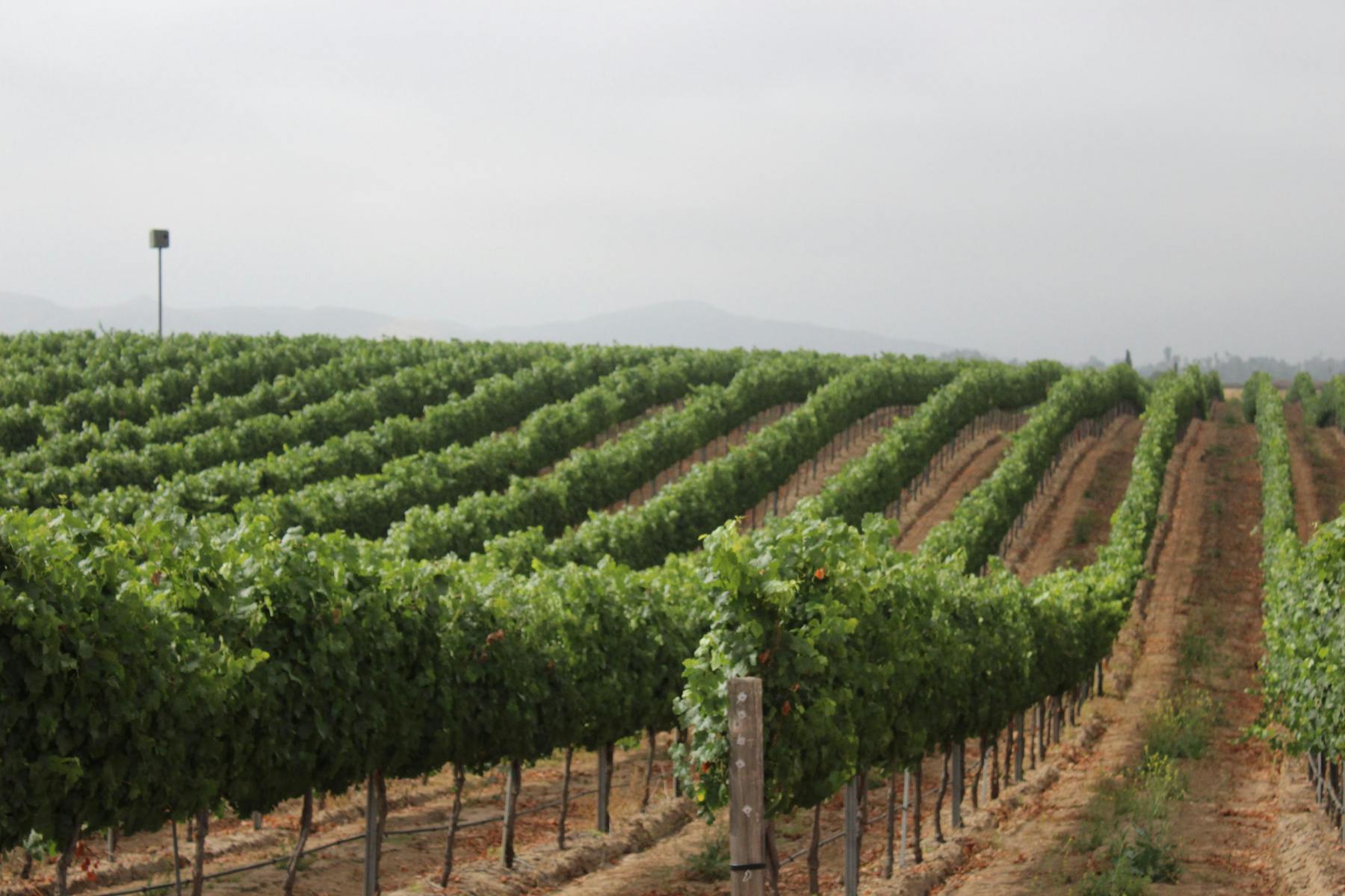 Ponte Winery - Temecula, CA | Tock