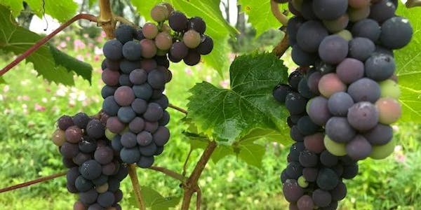 The Bistro at Mountain View Vineyard - Stroudsburg, PA | Tock