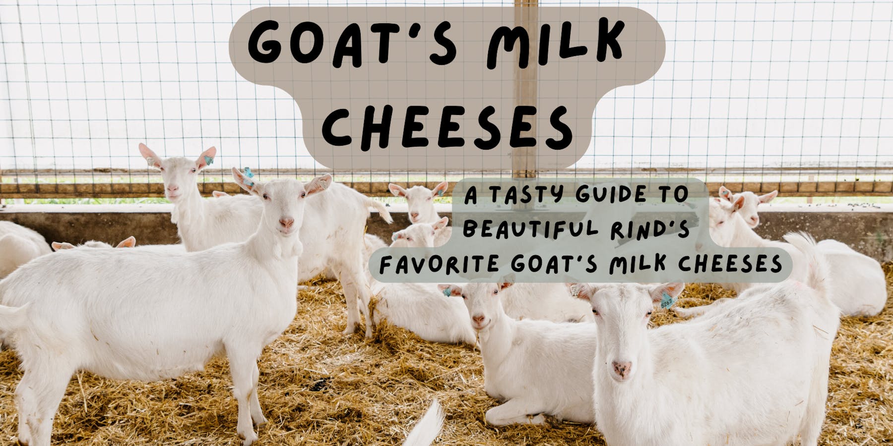 Beautiful Rind - Chicago, IL | Tock