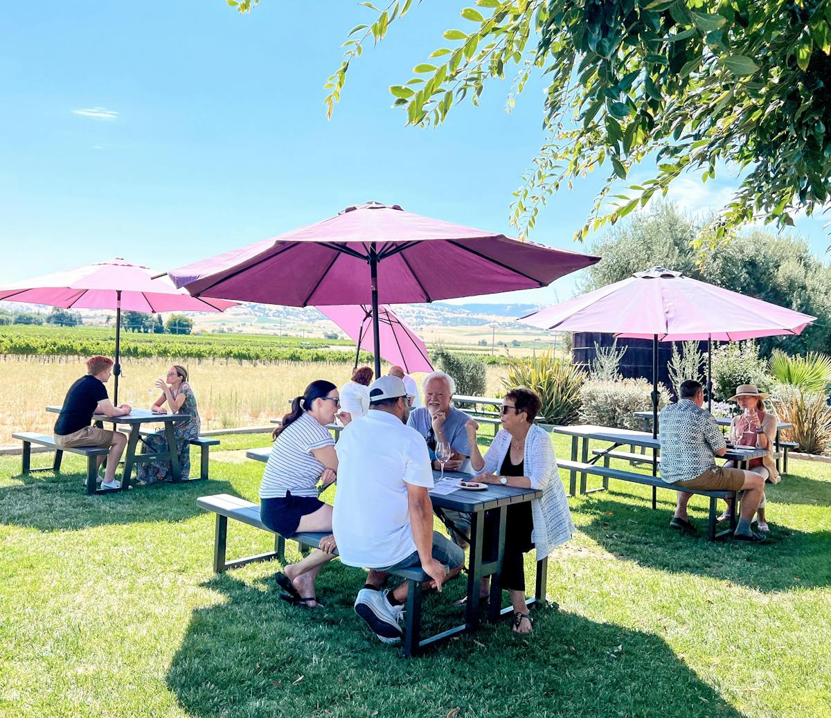 Darcie Kent Estate Winery - Livermore, CA | Tock