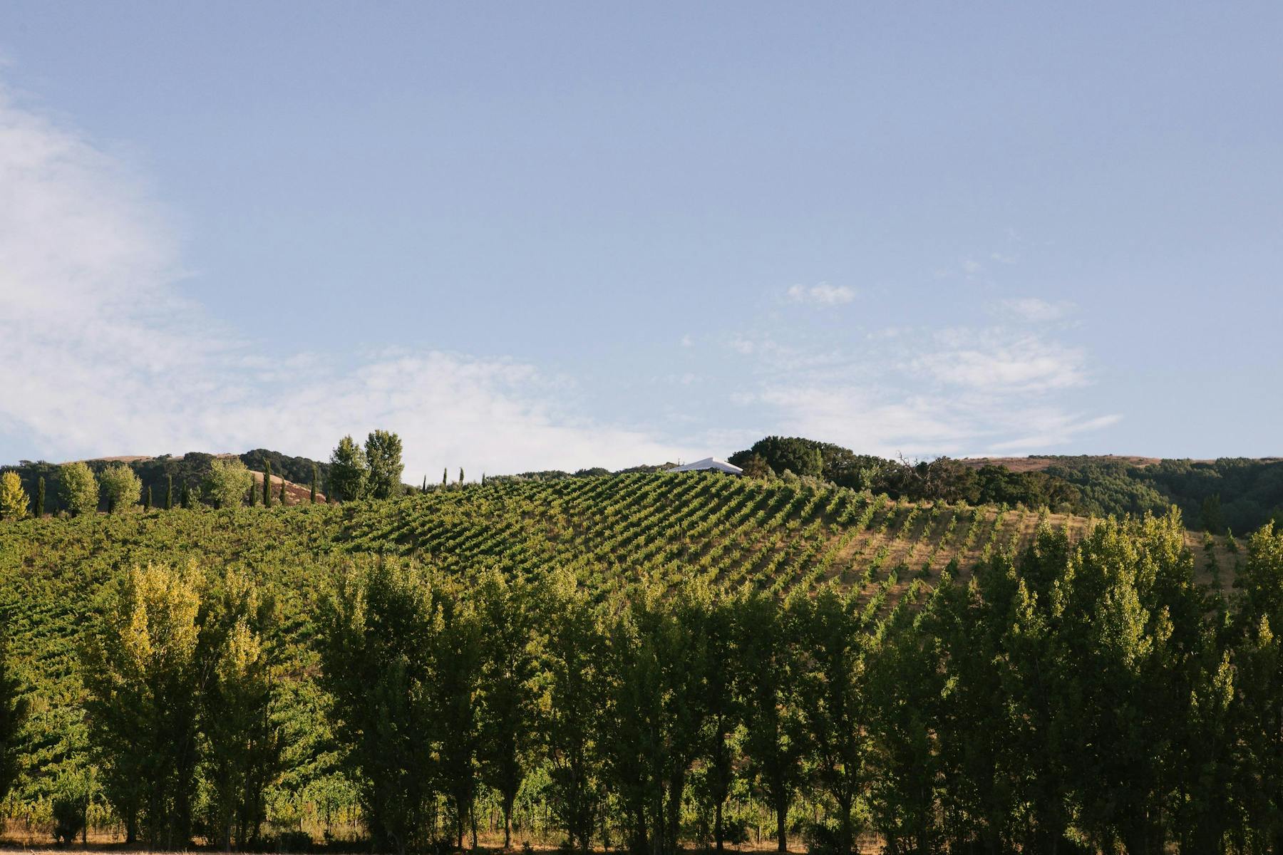 Cline Family Cellars - Sonoma, CA | Tock